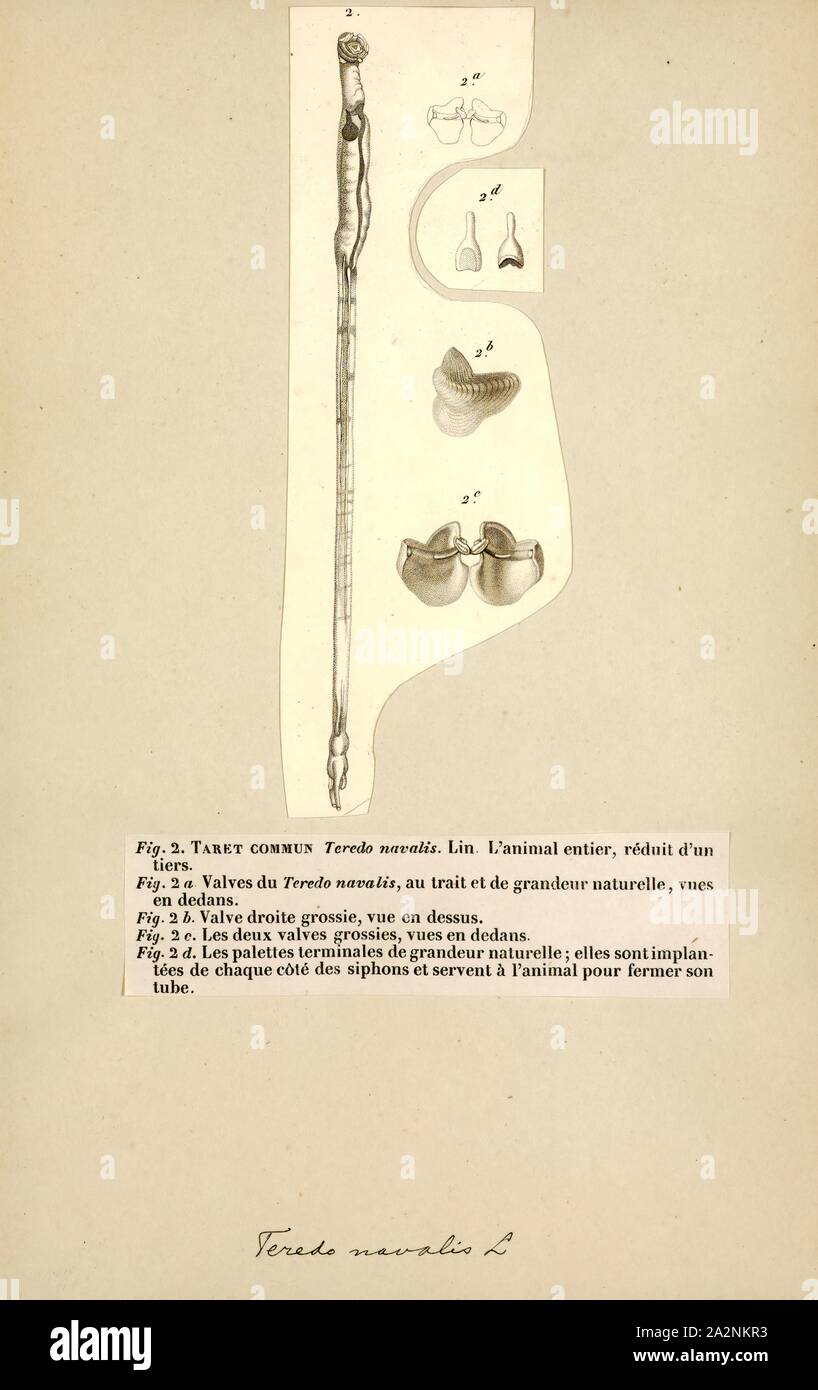 Teredo hi-res stock photography and images - Alamy