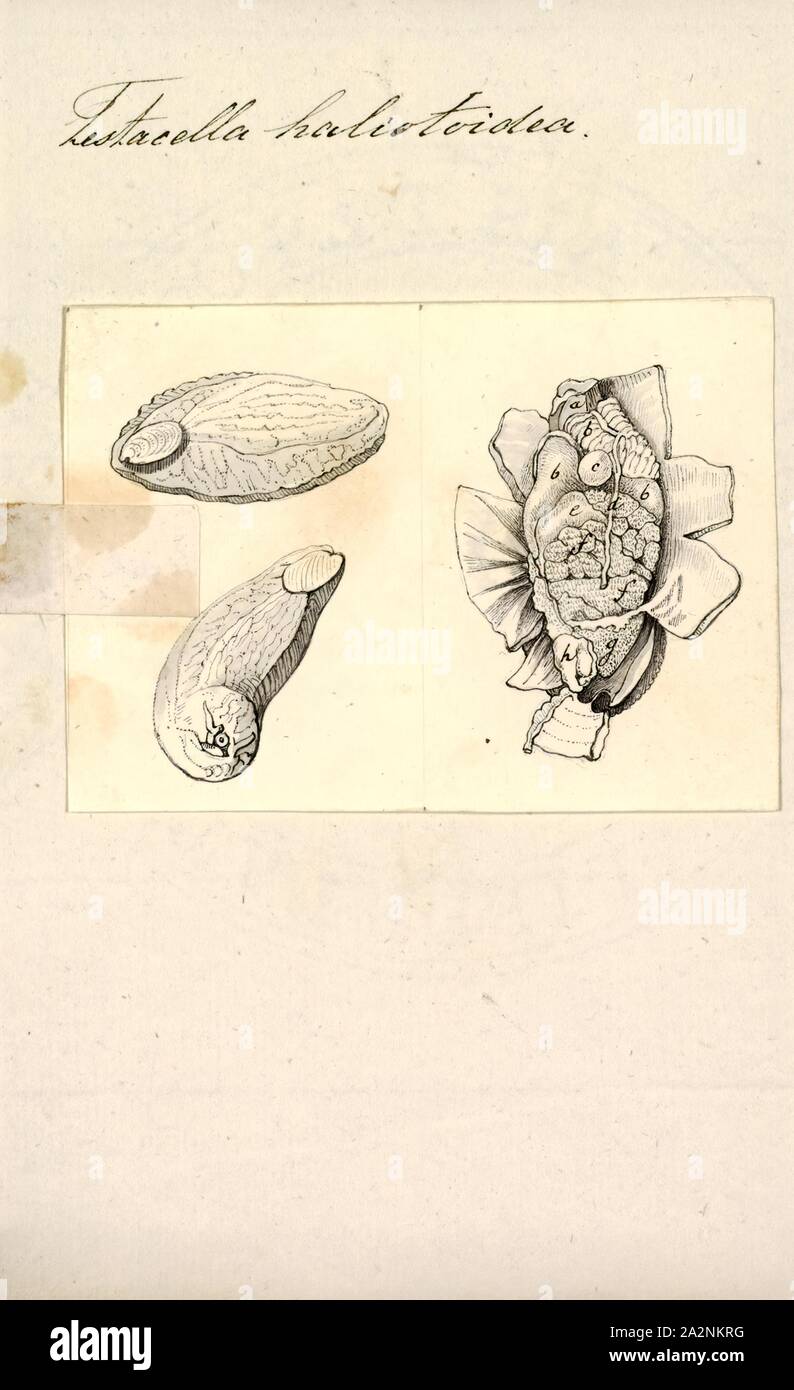 Haliotoidea hi-res stock photography and images - Alamy