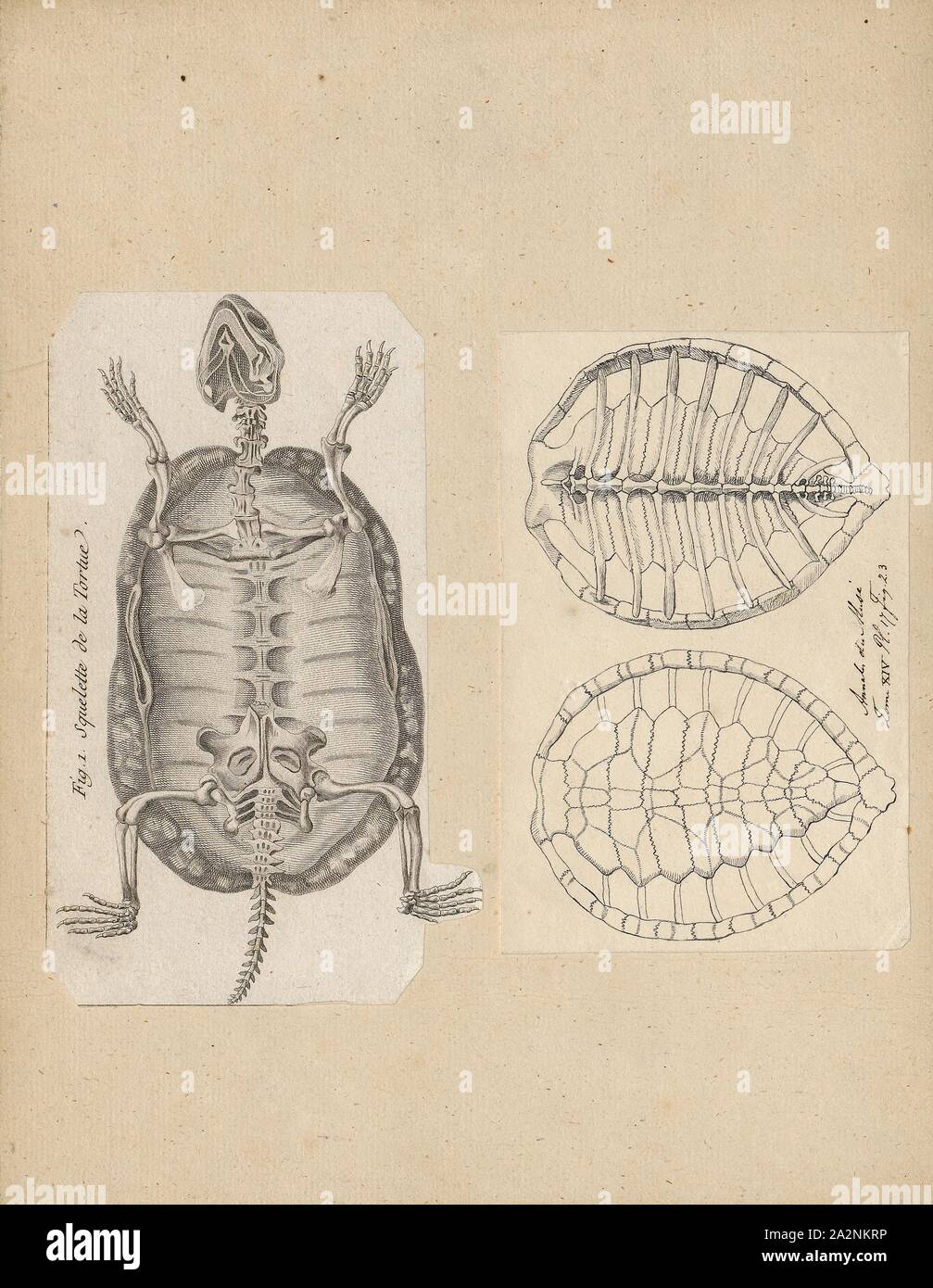 Testudinidae spec., Print, Tortoises are reptile species of the family ...