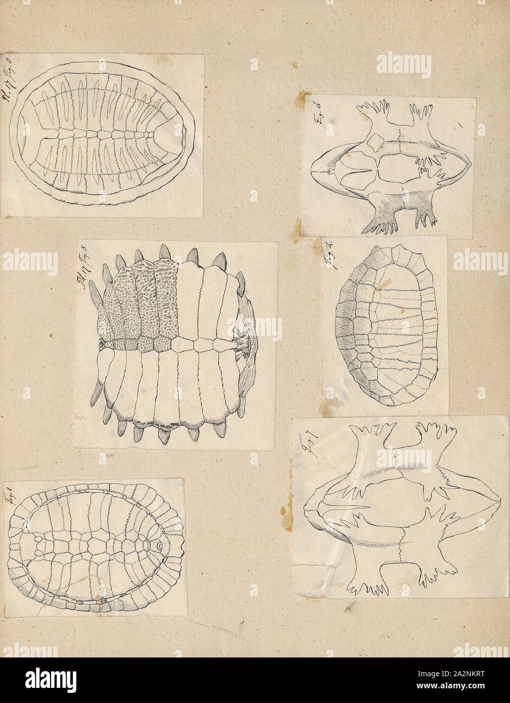 Testudinidae spec., Print, Tortoises are reptile species of the family ...