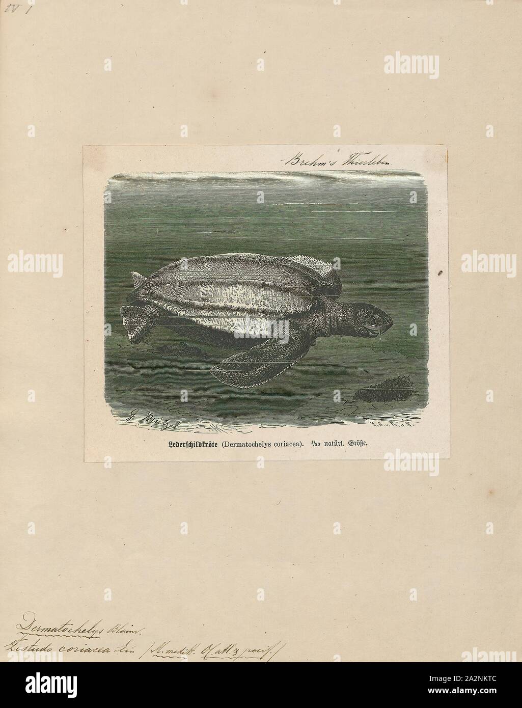 Leathery turtle lute hi-res stock photography and images - Alamy