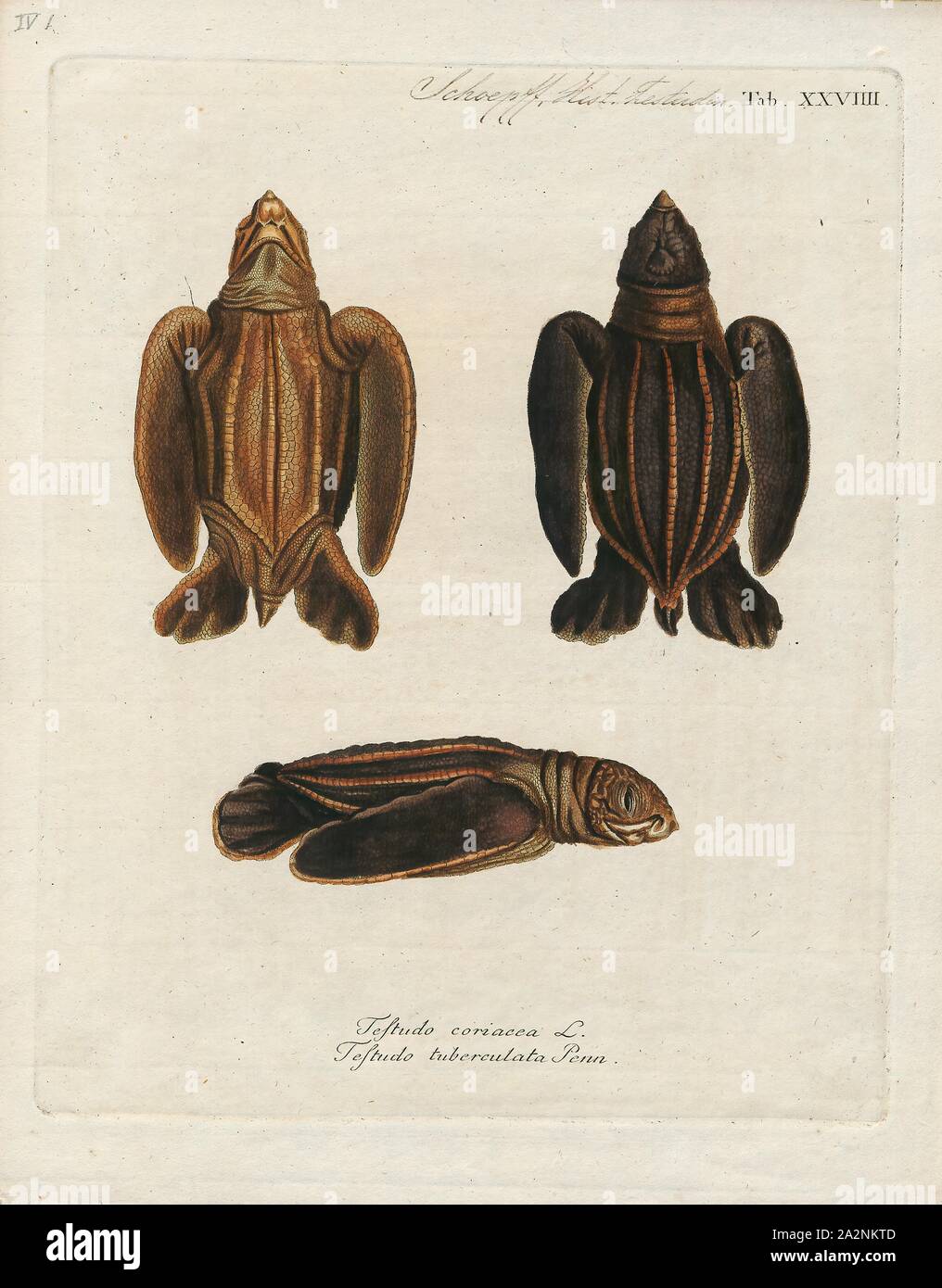 Leathery turtle lute hi-res stock photography and images - Alamy