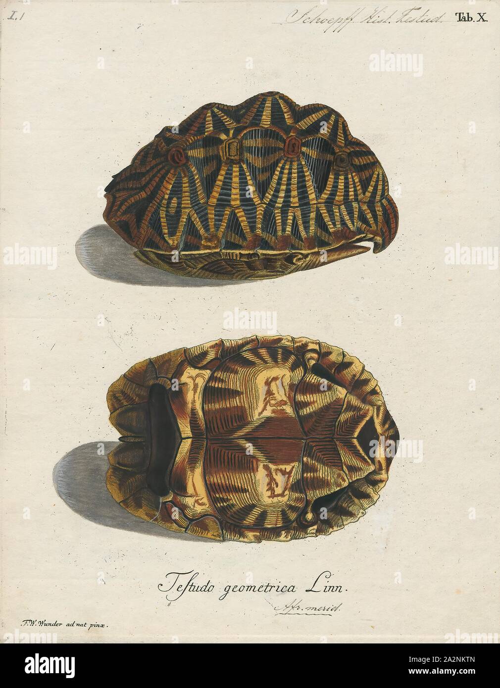 Testudo hi-res stock photography and images - Alamy