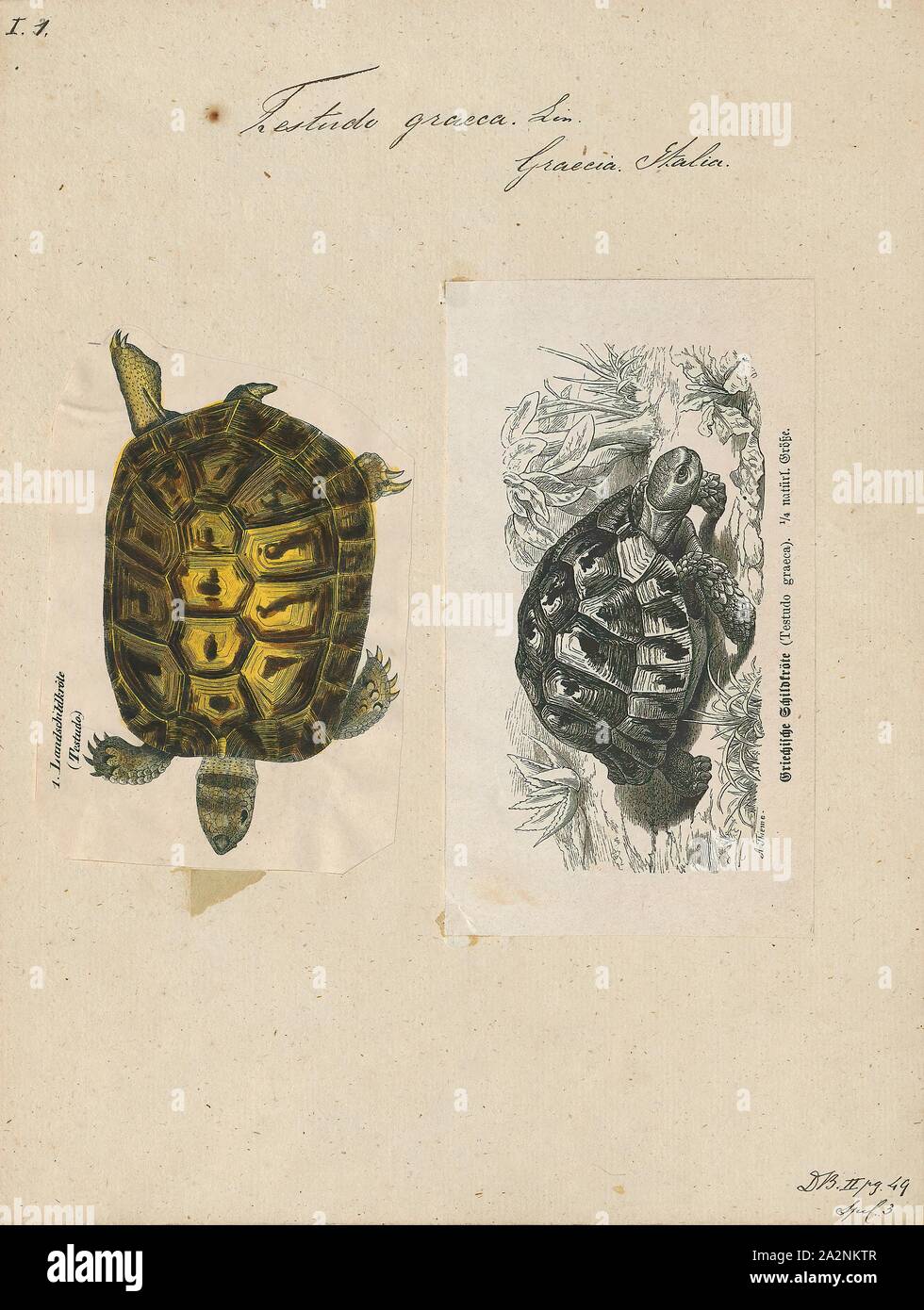 Testudo graeca, Print, The Greek tortoise (Testudo graeca), also known ...