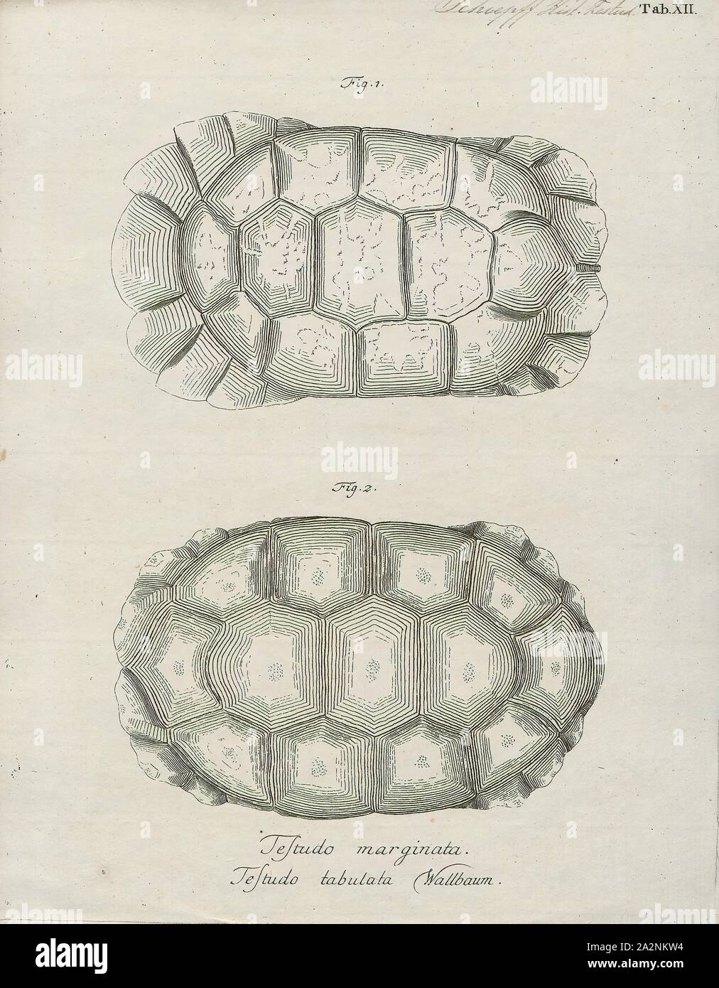 Testudo marginata, Print, The marginated tortoise (Testudo marginata ...
