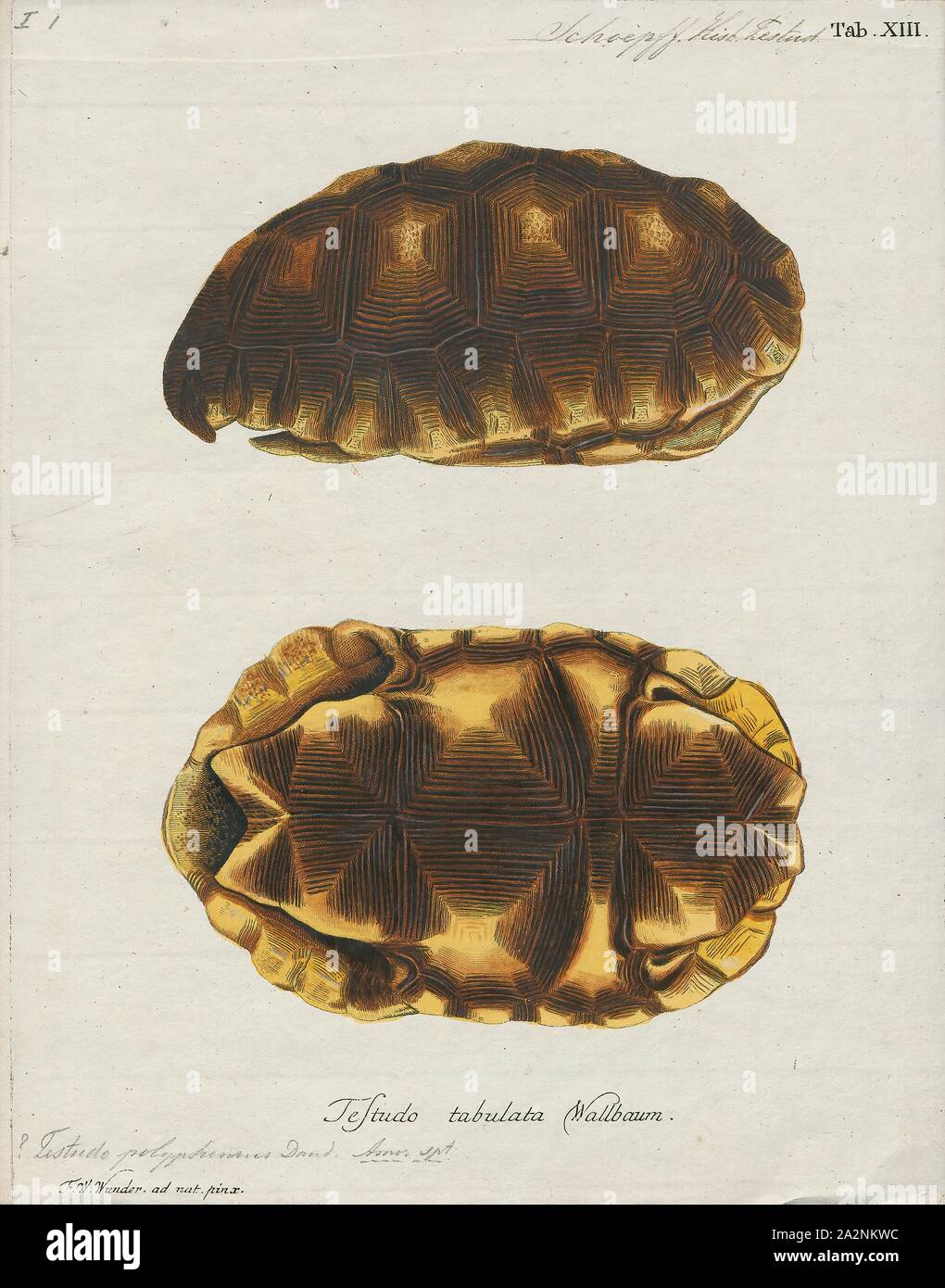 Testudo polyphemus, Print, shell Stock Photo - Alamy