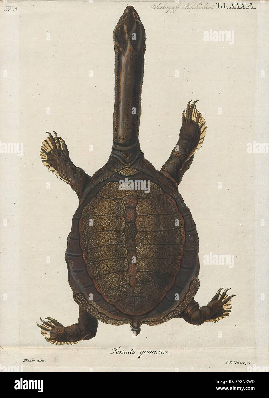 Indian flapshell turtle lissemys punctata hi-res stock photography and ...