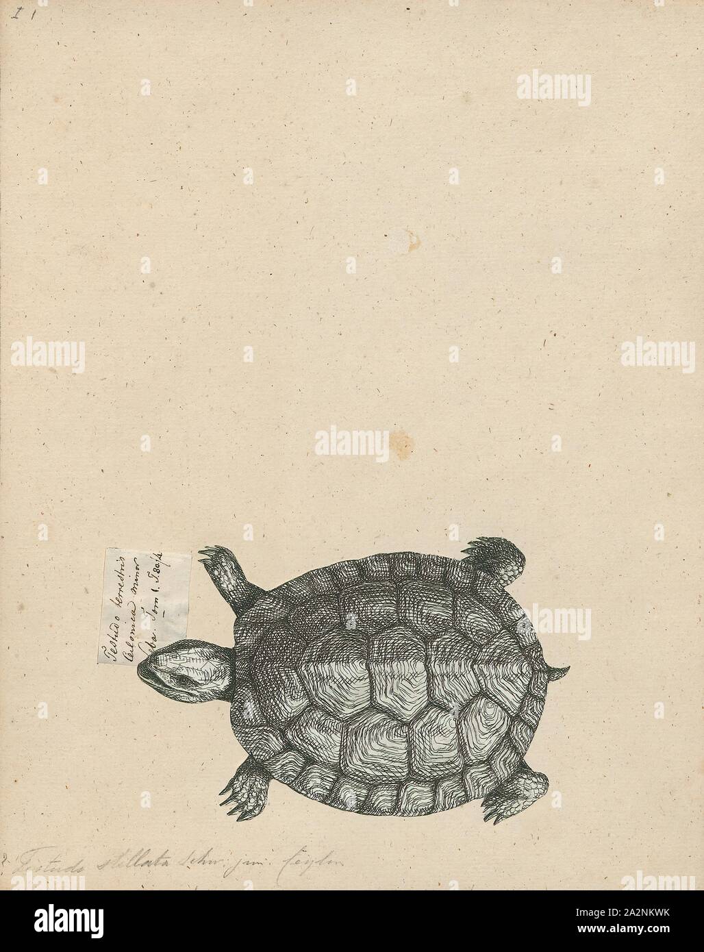 Testudo hi-res stock photography and images - Alamy