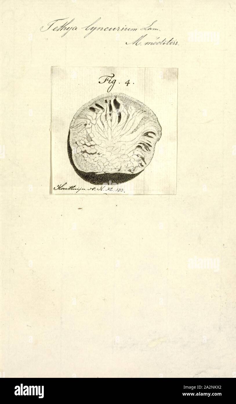 Tethya lyncurium hi-res stock photography and images - Alamy