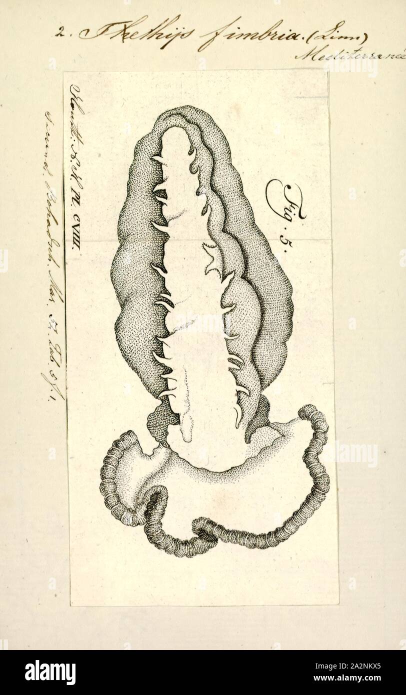 Tethys fimbria, Print, Tethys fimbria is a species of predatory sea ...