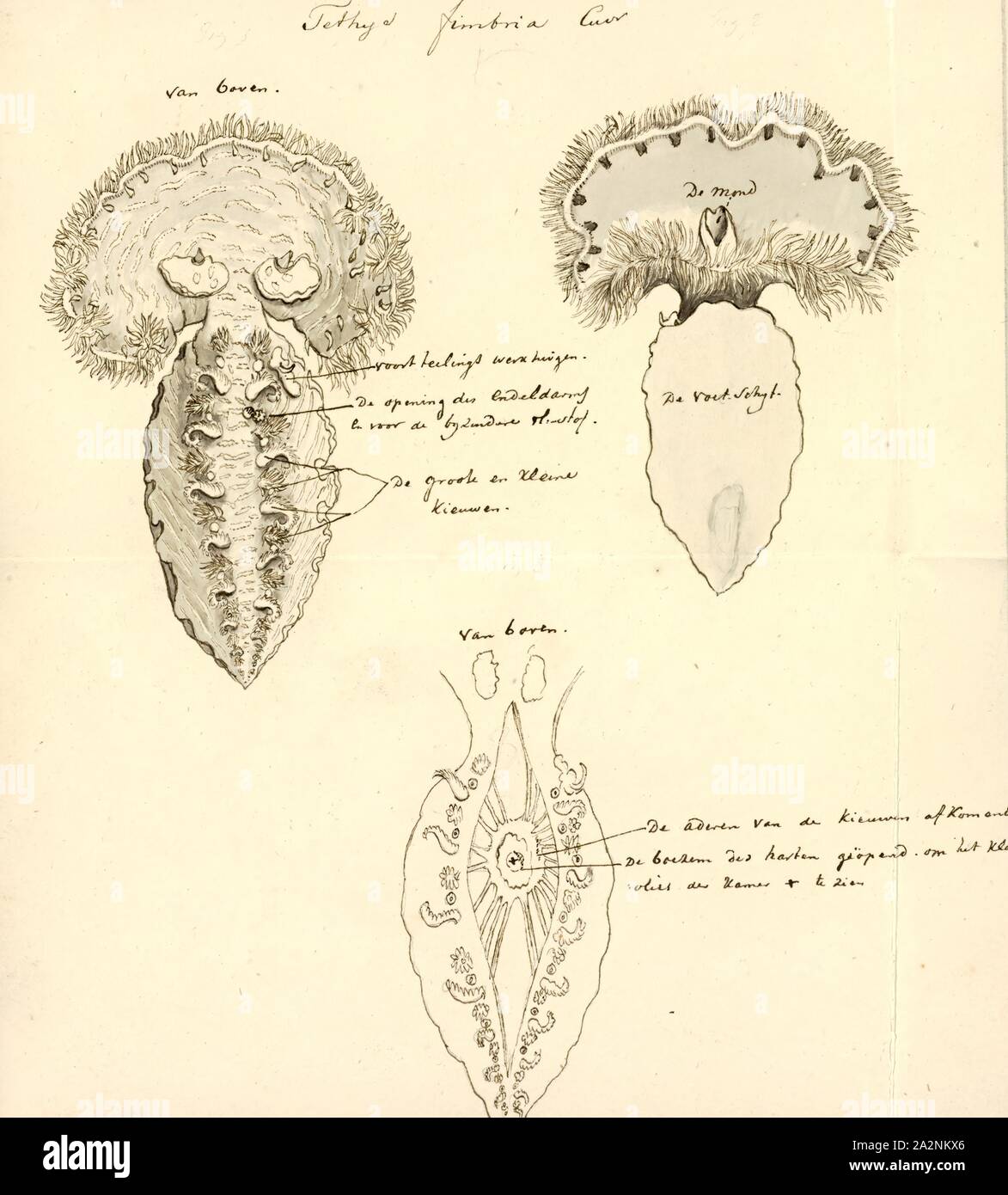 Tethys leporina hi-res stock photography and images - Alamy
