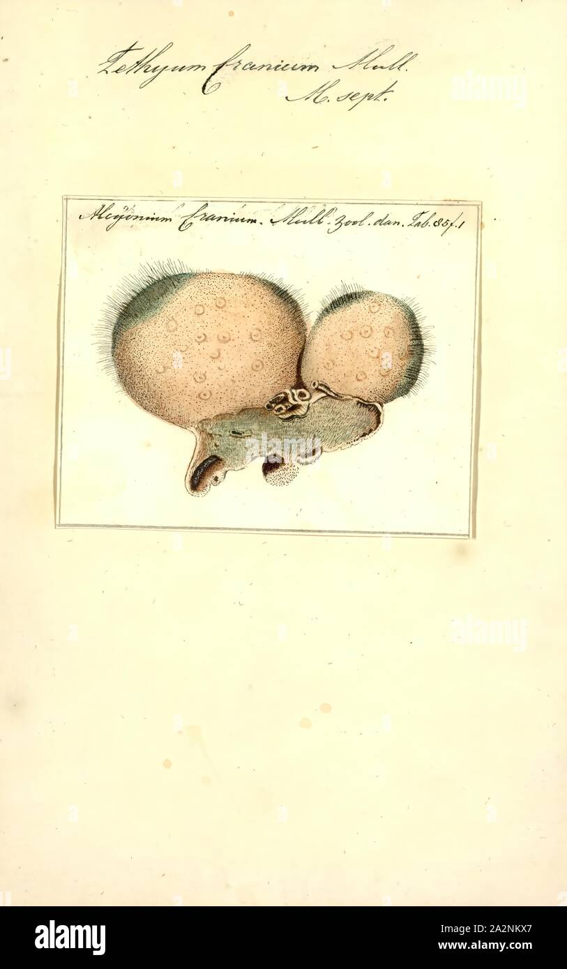 Formand High Resolution Stock Photography and Images - Alamy