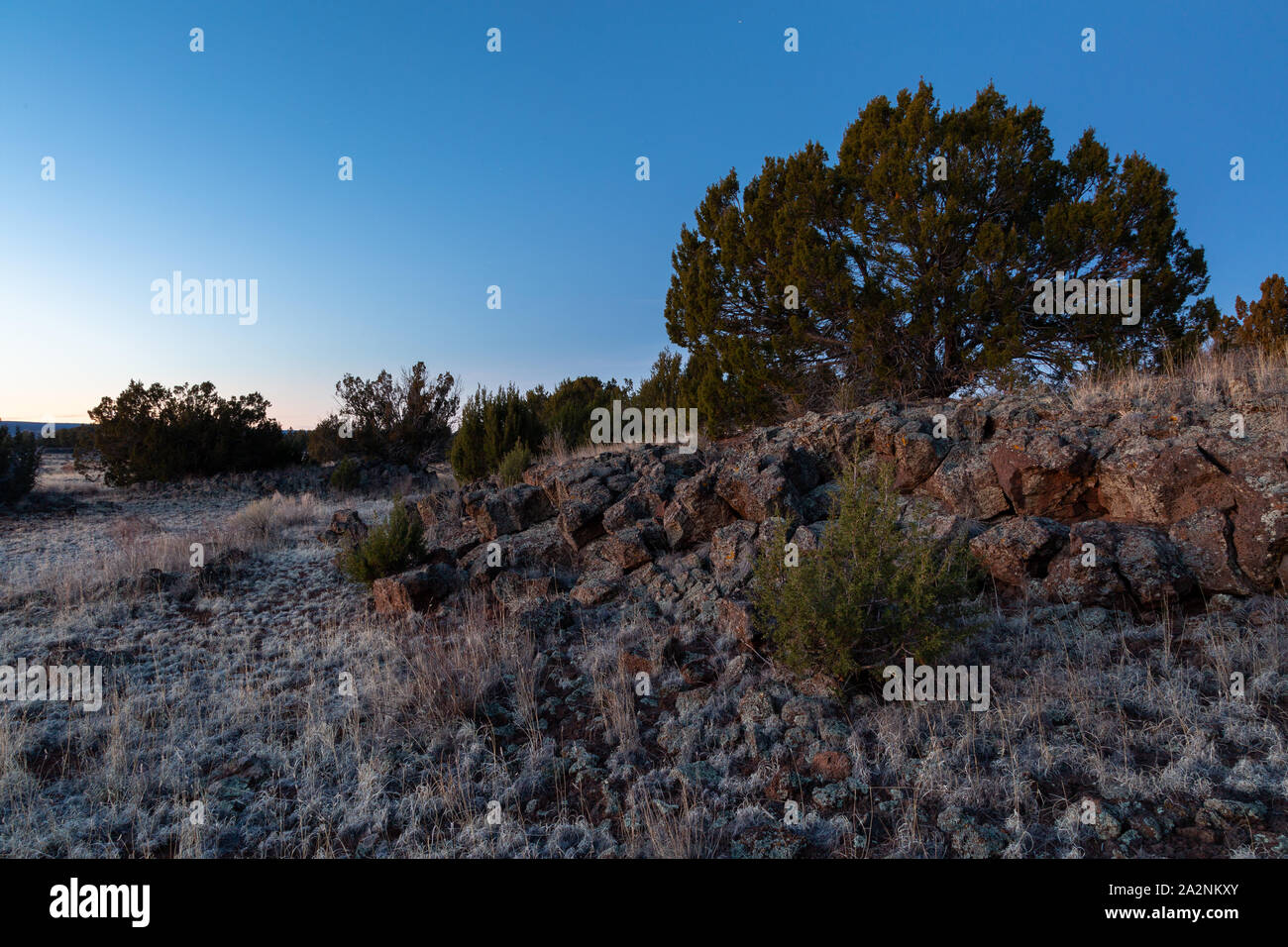 A large juniper tree standing on top of a small mound of lava rocks ...