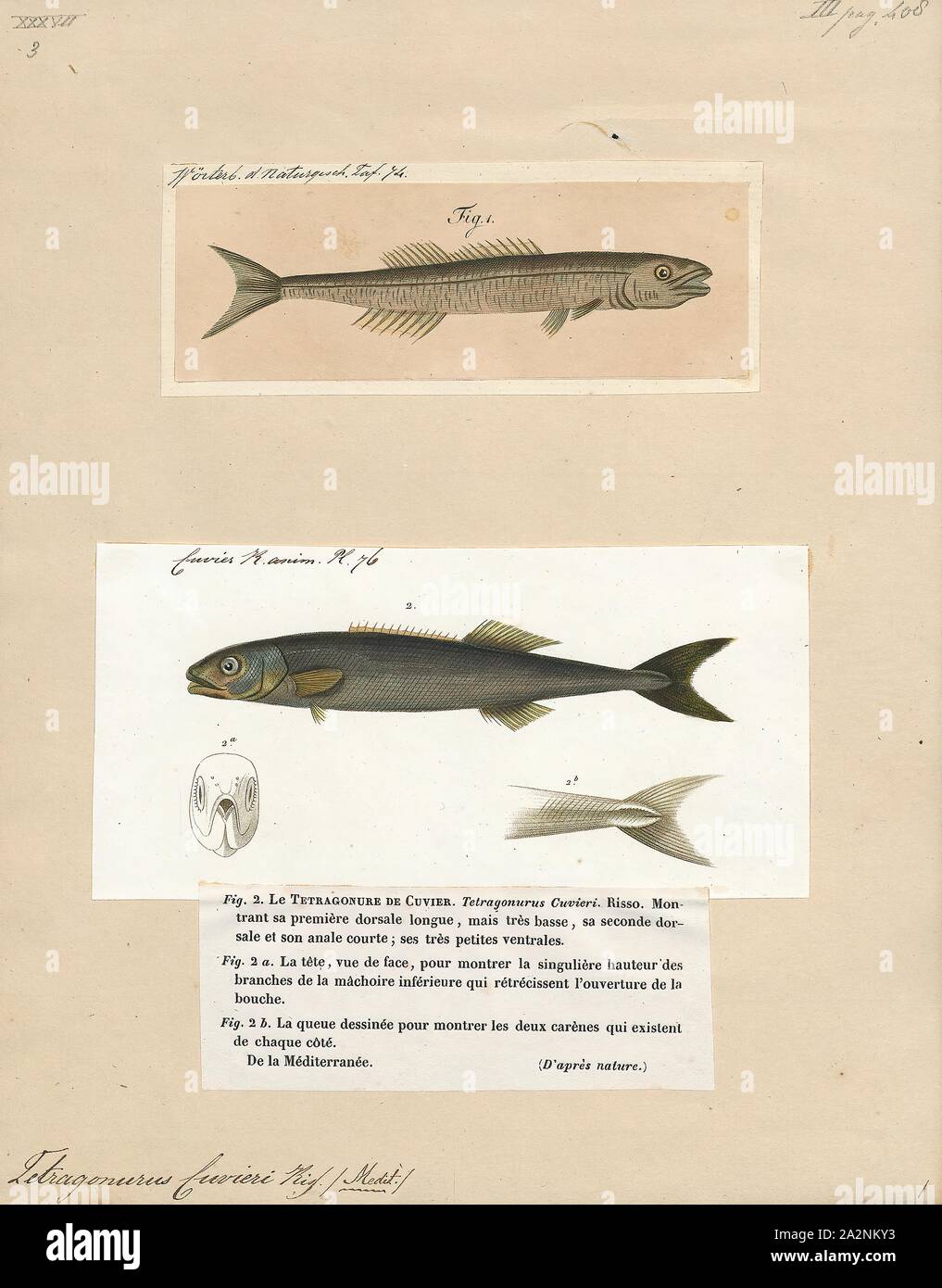 Tetragonurus cuvieri, Print, The smalleye squaretail, Tetragonurus ...