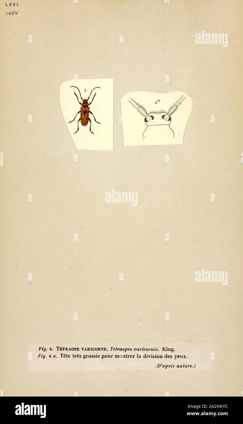 Tetraopes, Print, Tetraopes is a genus of longhorn beetles of the ...
