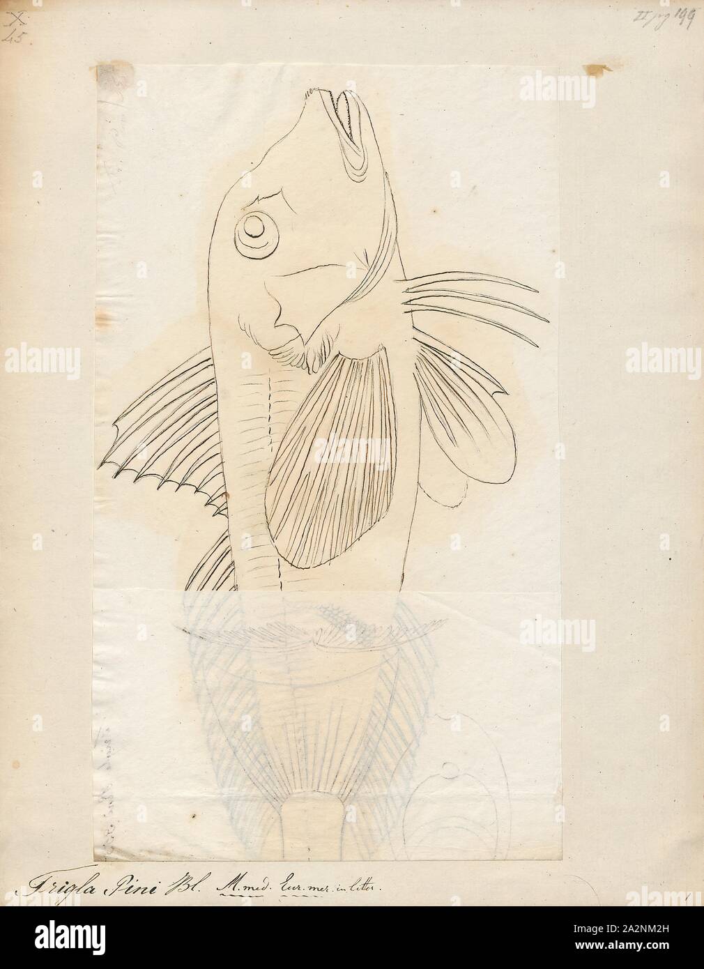 Tetraroge taenionotus hi-res stock photography and images - Alamy