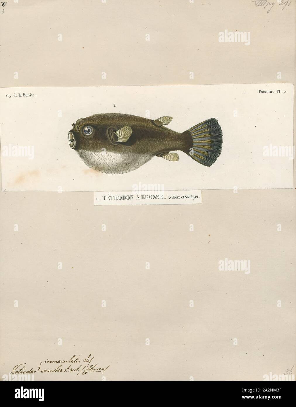 Immaculatus hi-res stock photography and images - Alamy