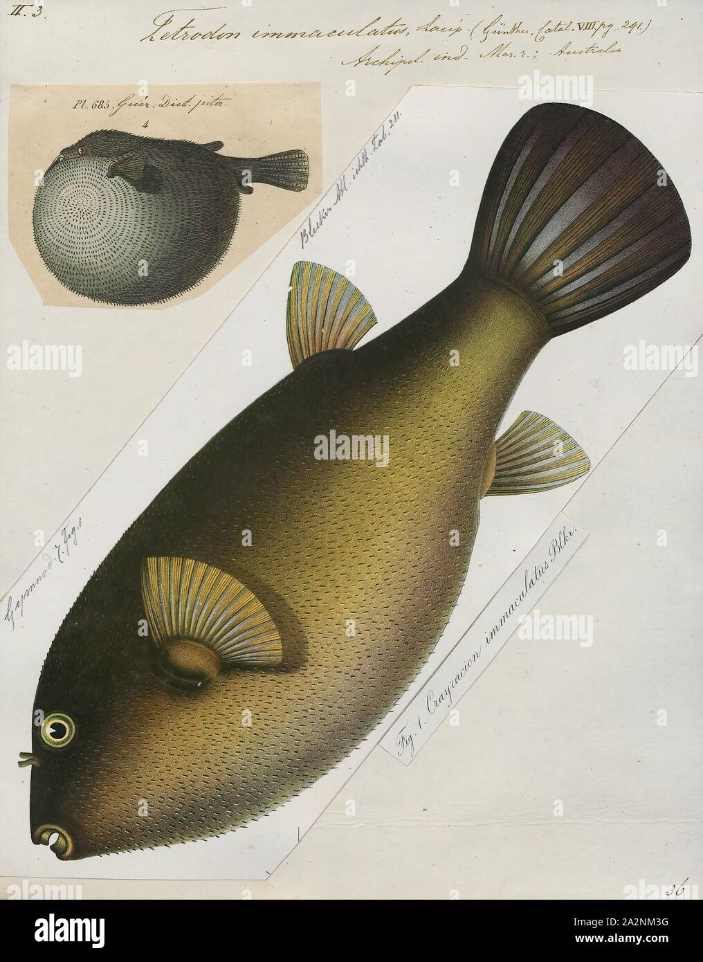 Tetrodon immaculatus, Print, 1700-1880 Stock Photo - Alamy