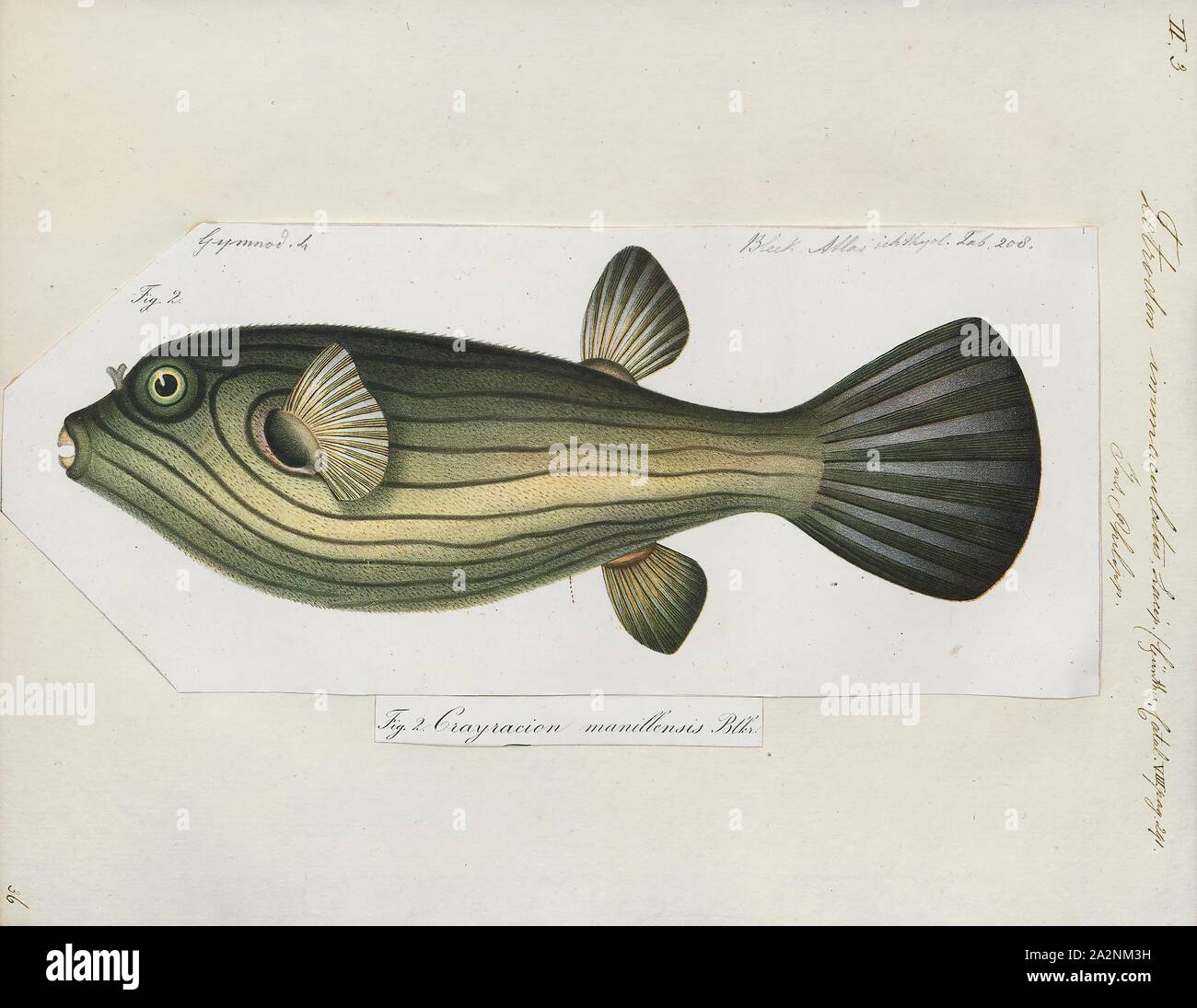 Immaculatus hi-res stock photography and images - Alamy