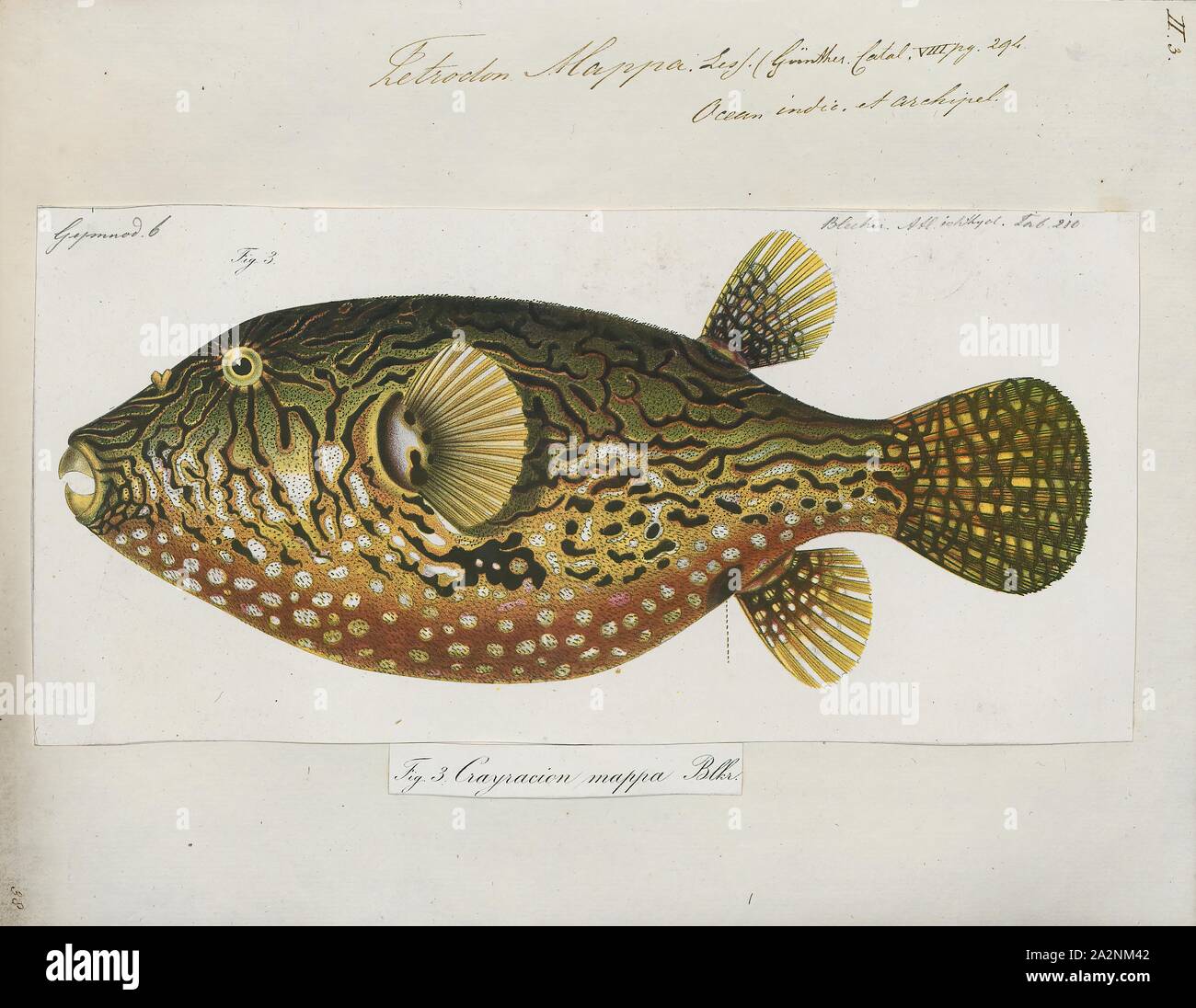 Tetrodon mappa, Print, 1700-1880 Stock Photo - Alamy
