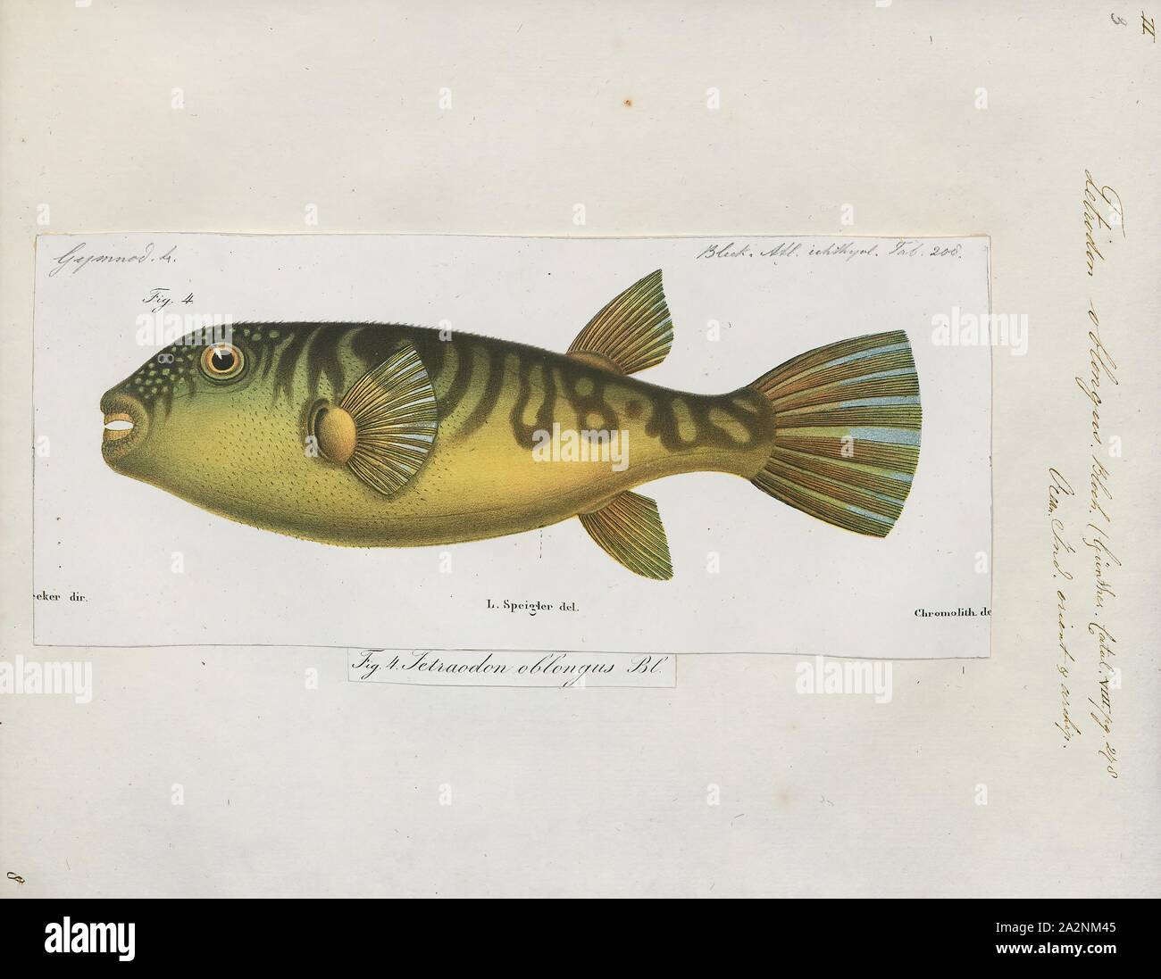 Oblongus hi-res stock photography and images - Alamy