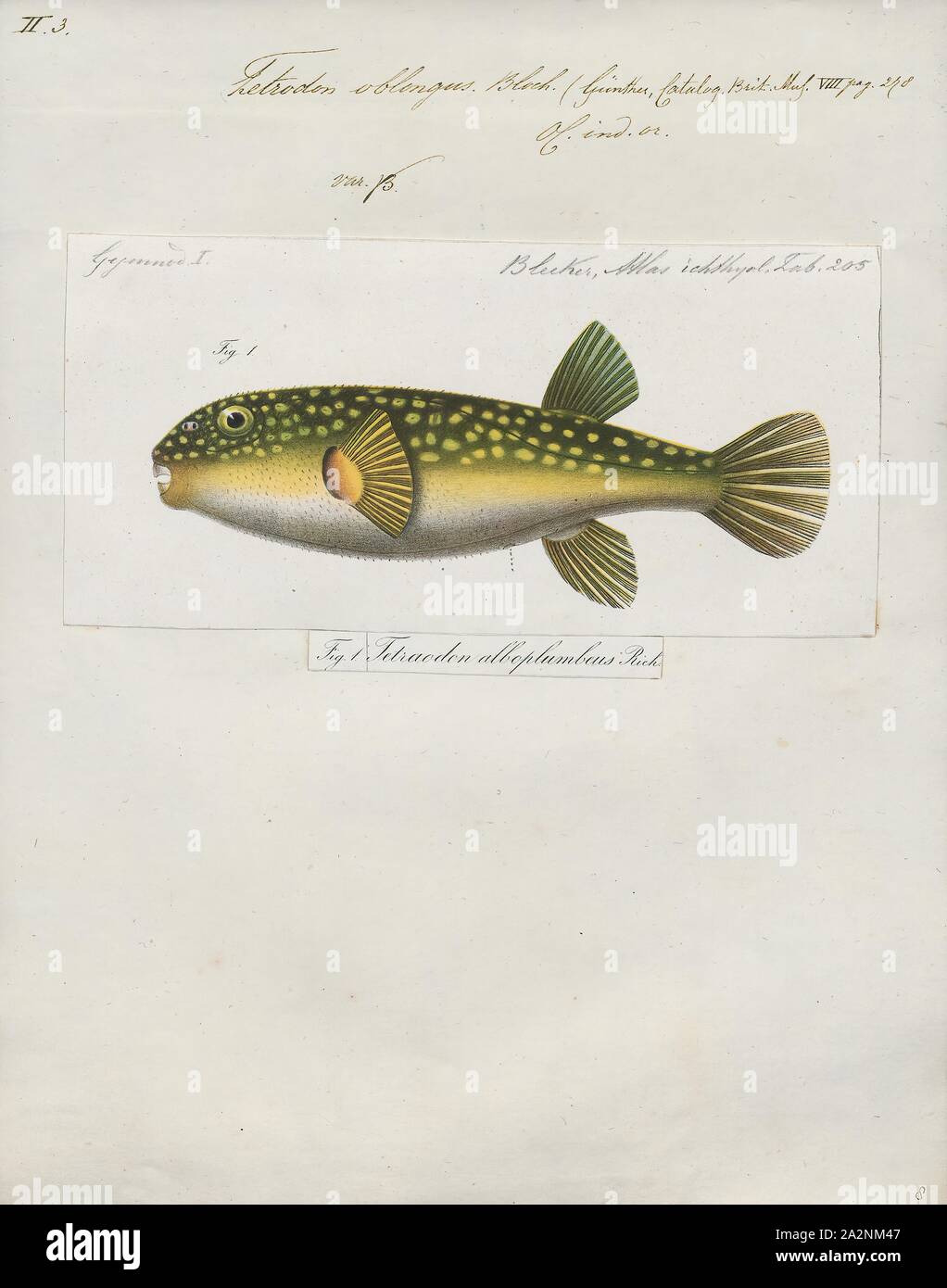 Oblongus hi-res stock photography and images - Alamy