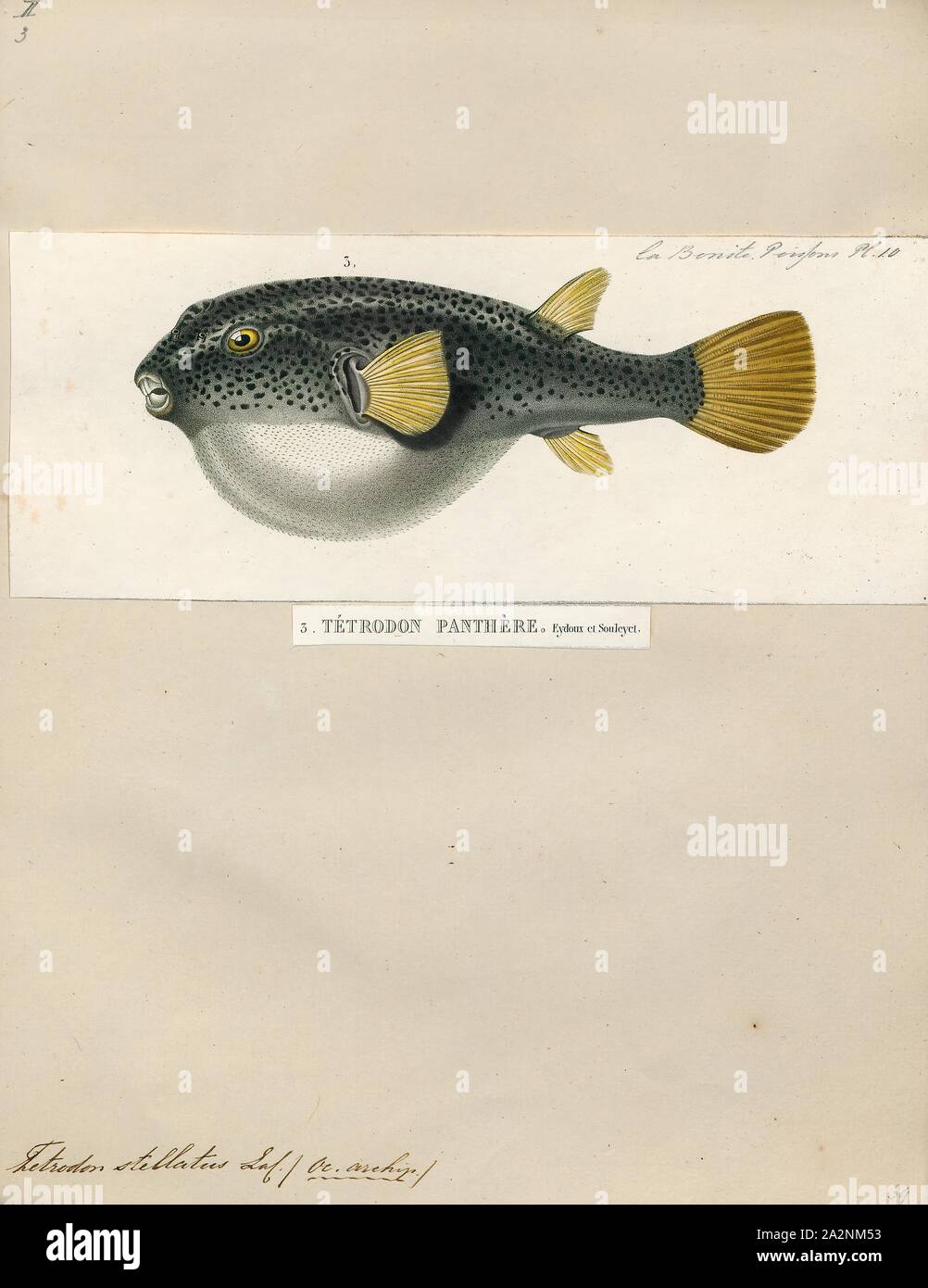 Tetrodon stellatus, Print, 1700-1880 Stock Photo - Alamy