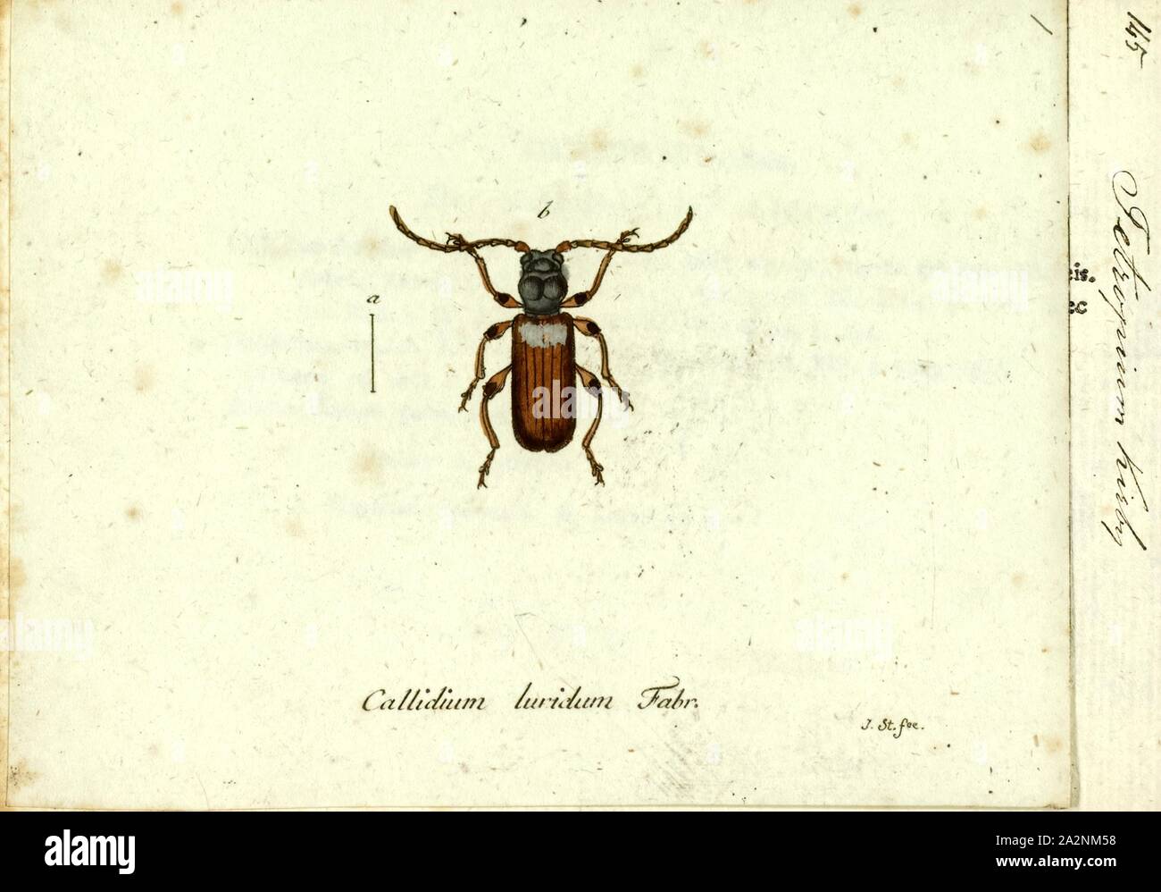 Horned beetles hi-res stock photography and images - Alamy