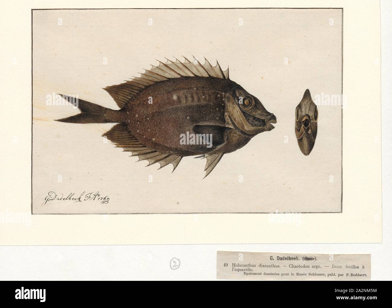 Teuthis spec hi-res stock photography and images - Alamy