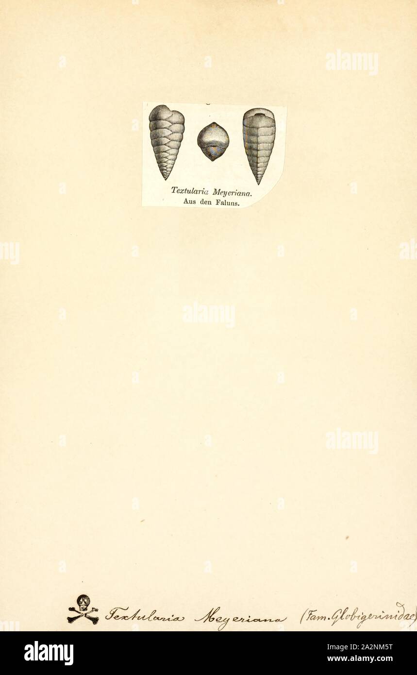 Textularia meyeriana, Print, Textularia is a genus of textulariid ...