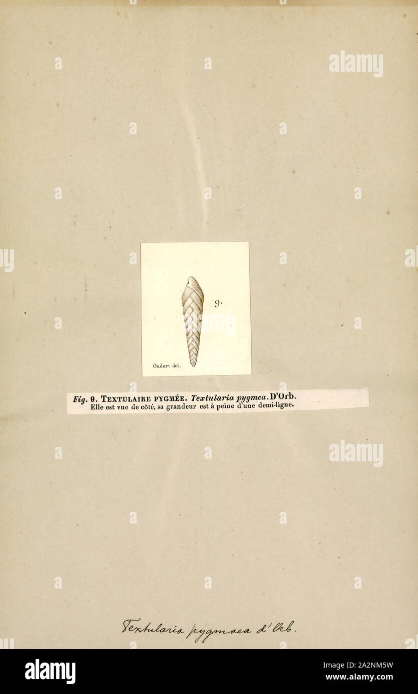 Textularia pygmaea, Print, Textularia is a genus of textulariid ...