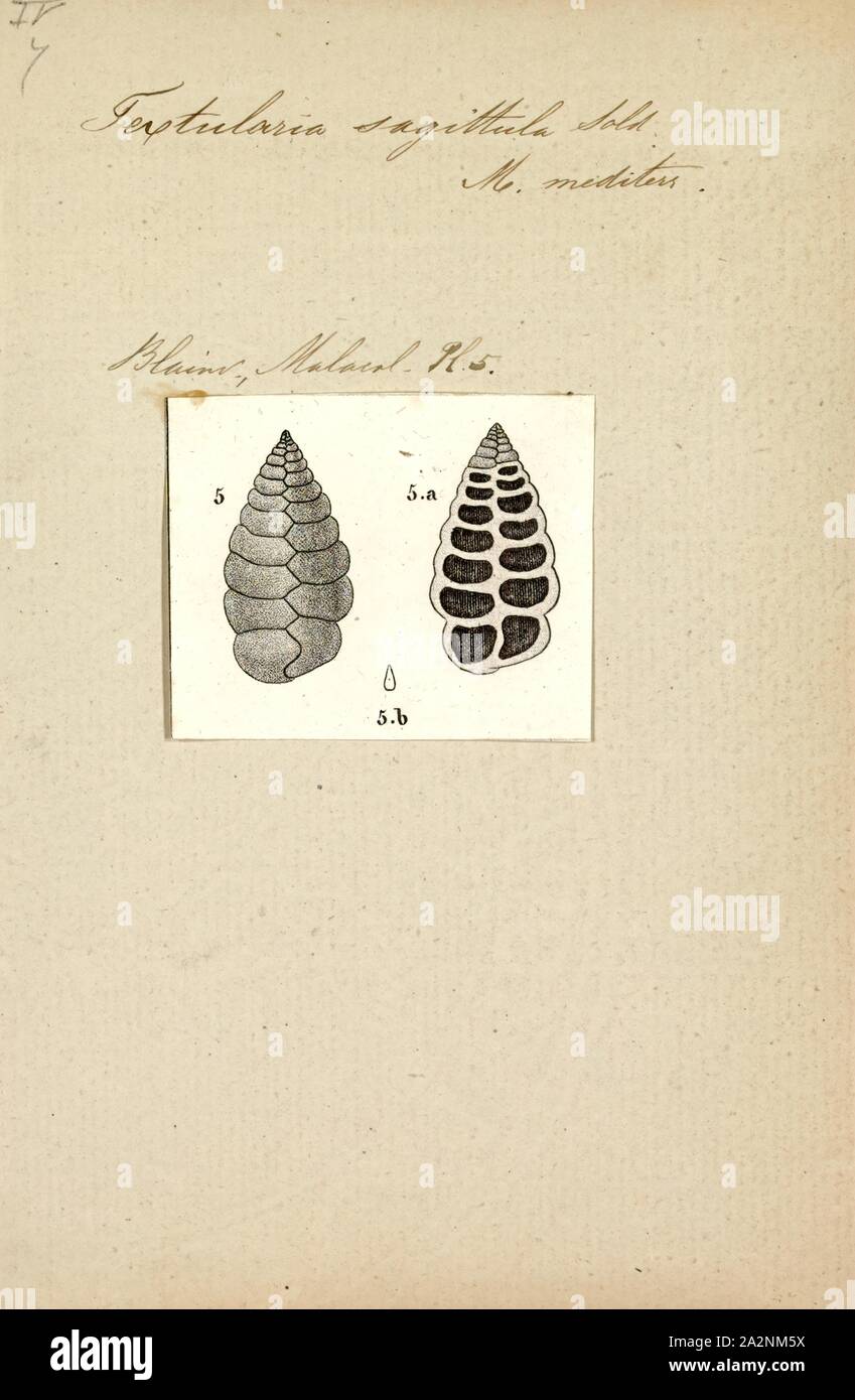 Textularia sagittula, Print, Textularia is a genus of textulariid ...