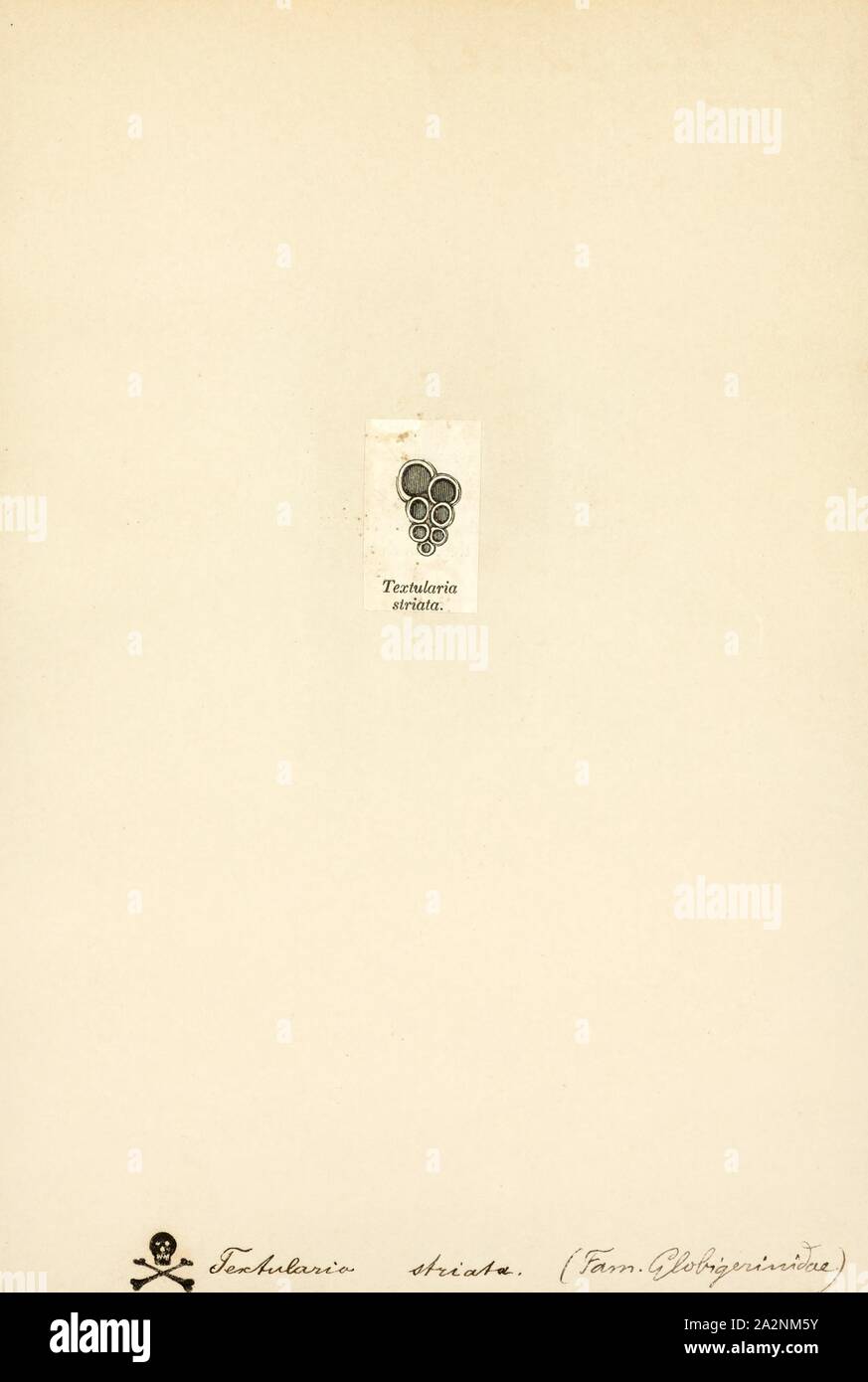 Textularia striata, Print, Textularia is a genus of textulariid ...