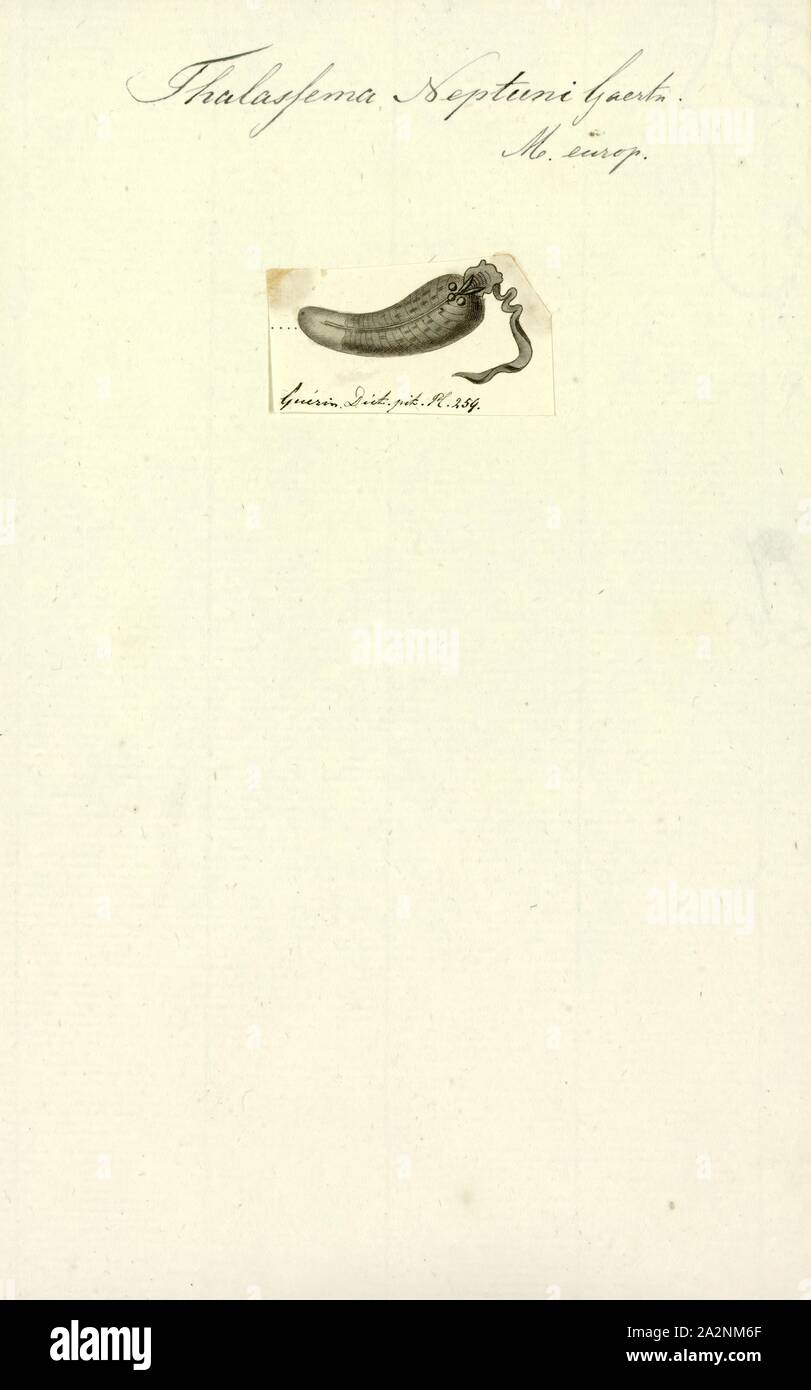 Thalassema neptuni, Print Stock Photo - Alamy