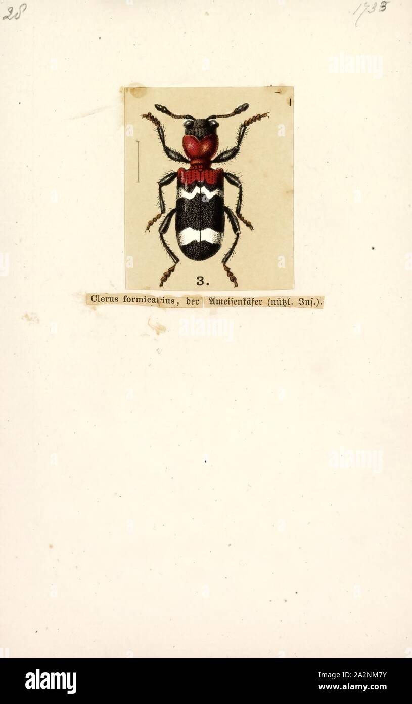 Thanasimus, Print, Thanasimus is a genus of checkered beetles in the ...
