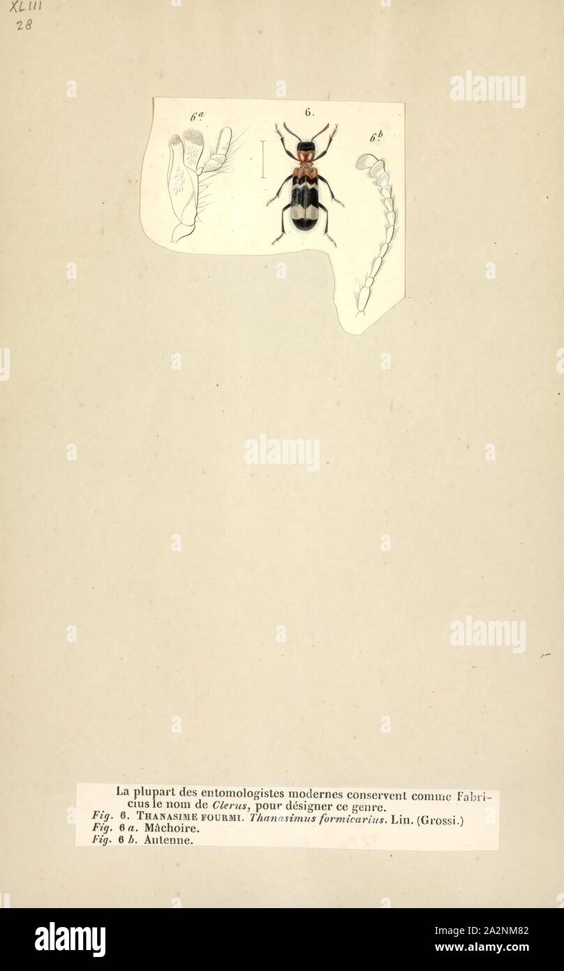 Thanasimus, Print, Thanasimus is a genus of checkered beetles in the ...