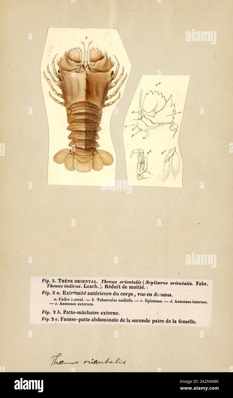 Thenus orientalis, Print, Thenus orientalis is a species of slipper ...
