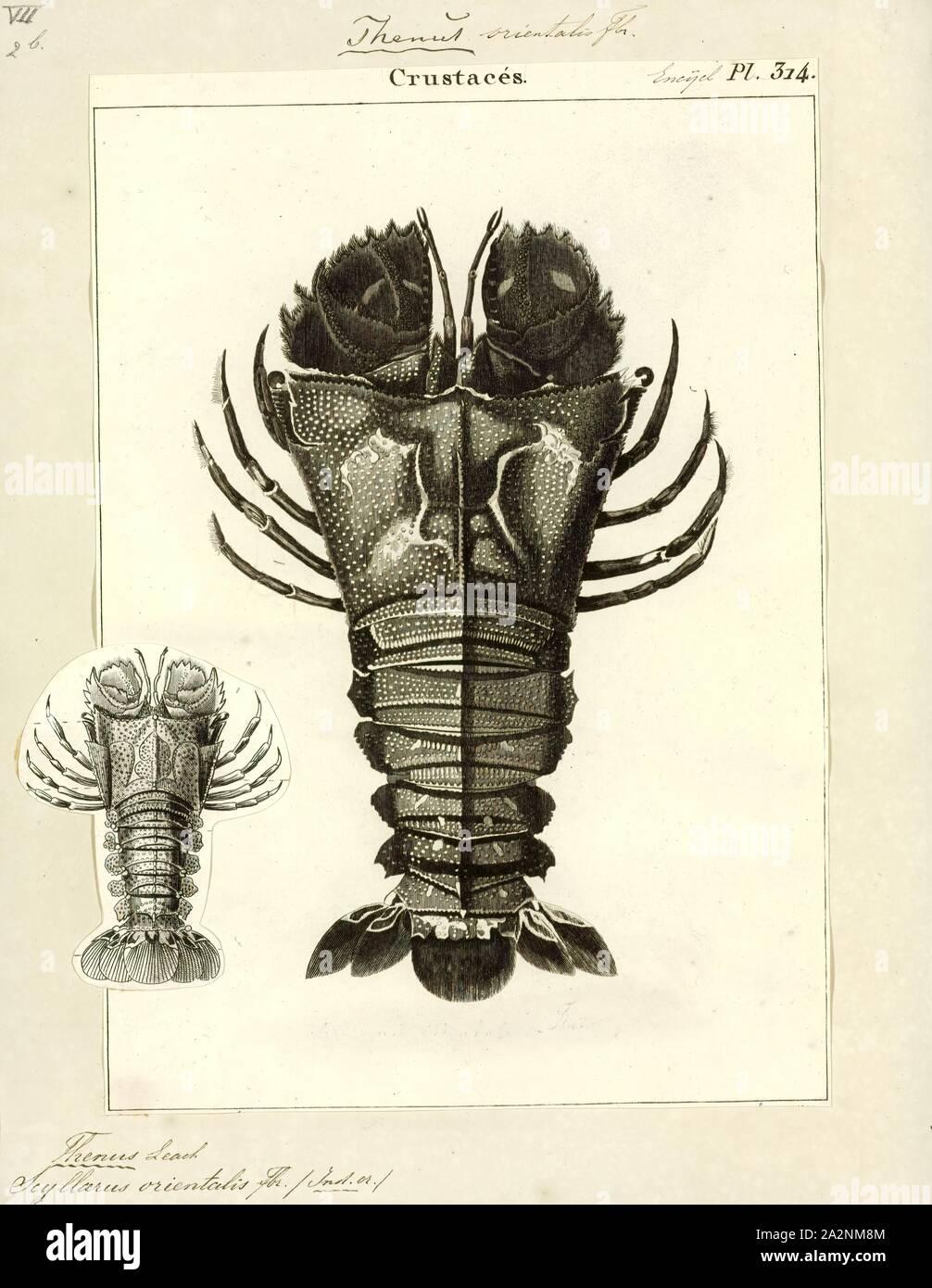 Thenus orientalis, Print, Thenus orientalis is a species of slipper ...