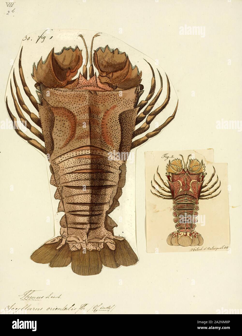 Thenus orientalis, Print, Thenus orientalis is a species of slipper ...