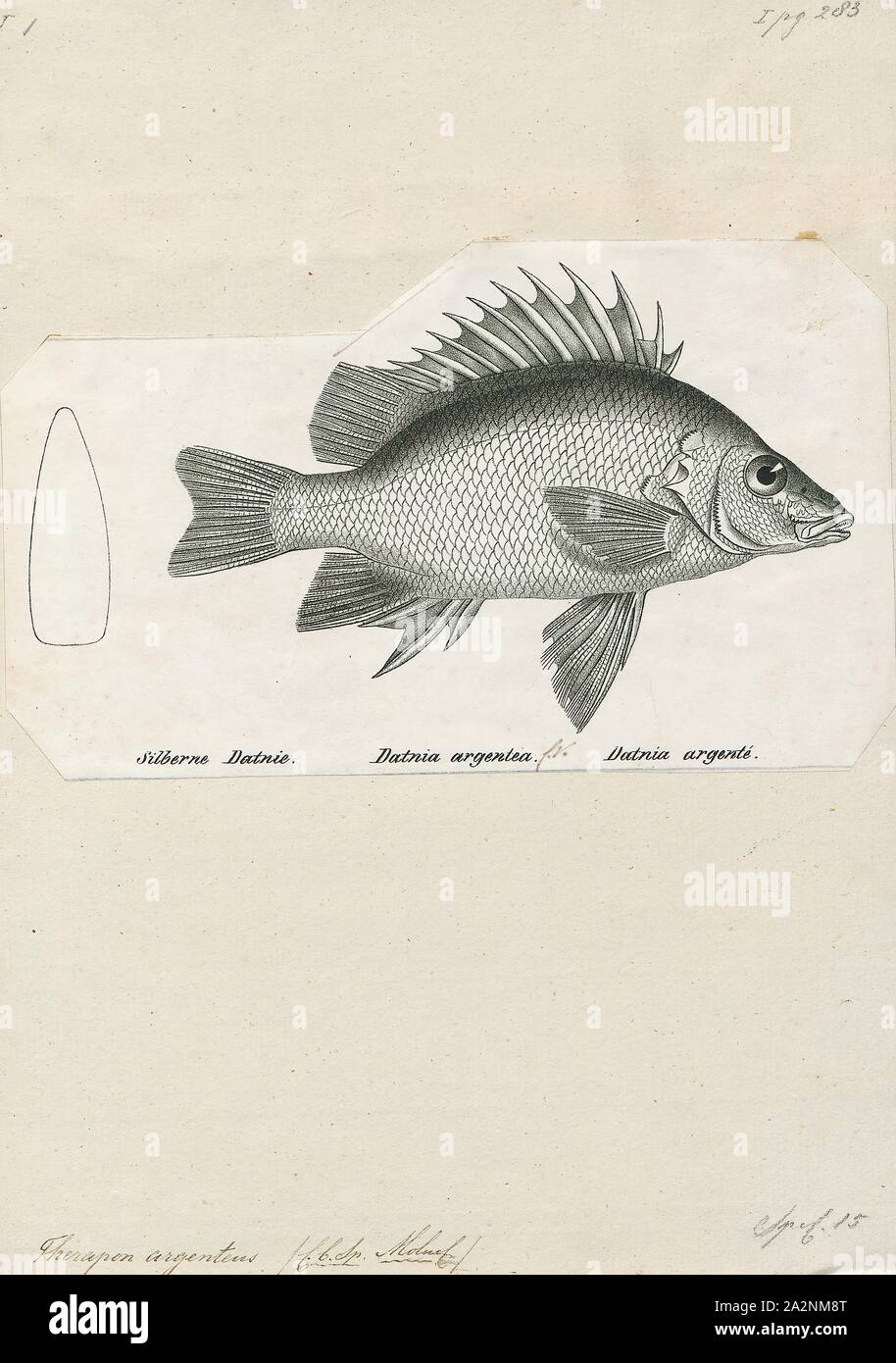 Therapon argenteus, Print, 1809-1845 Stock Photo - Alamy