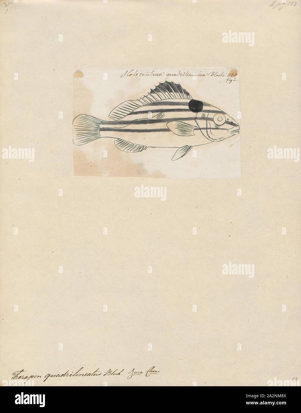 Therapon quadrilineatus hi-res stock photography and images - Alamy