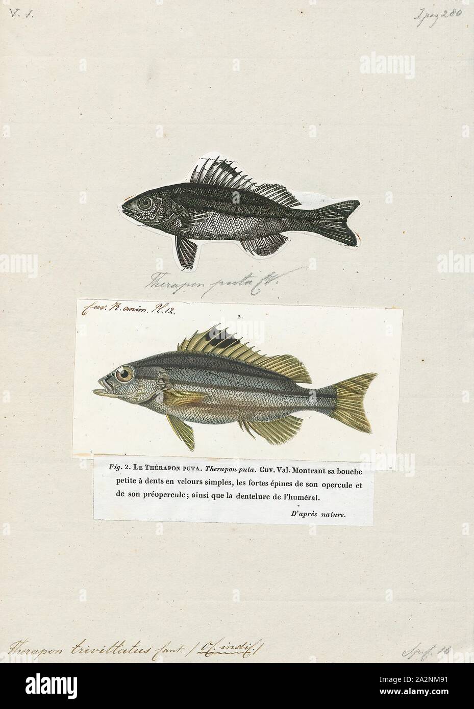 Therapon trivittatus, Print Stock Photo - Alamy