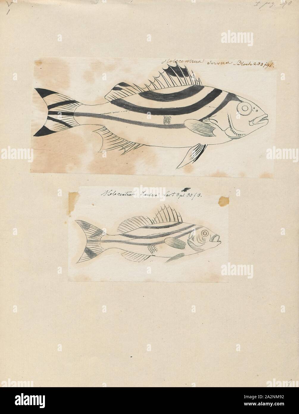 Therapon servus, Print Stock Photo - Alamy