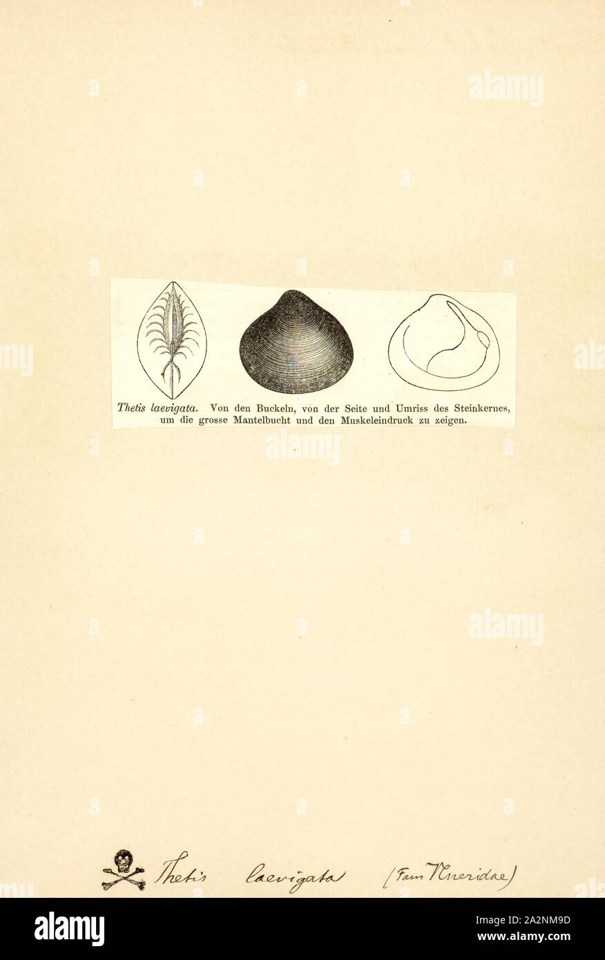 Thetis laevigata hi-res stock photography and images - Alamy