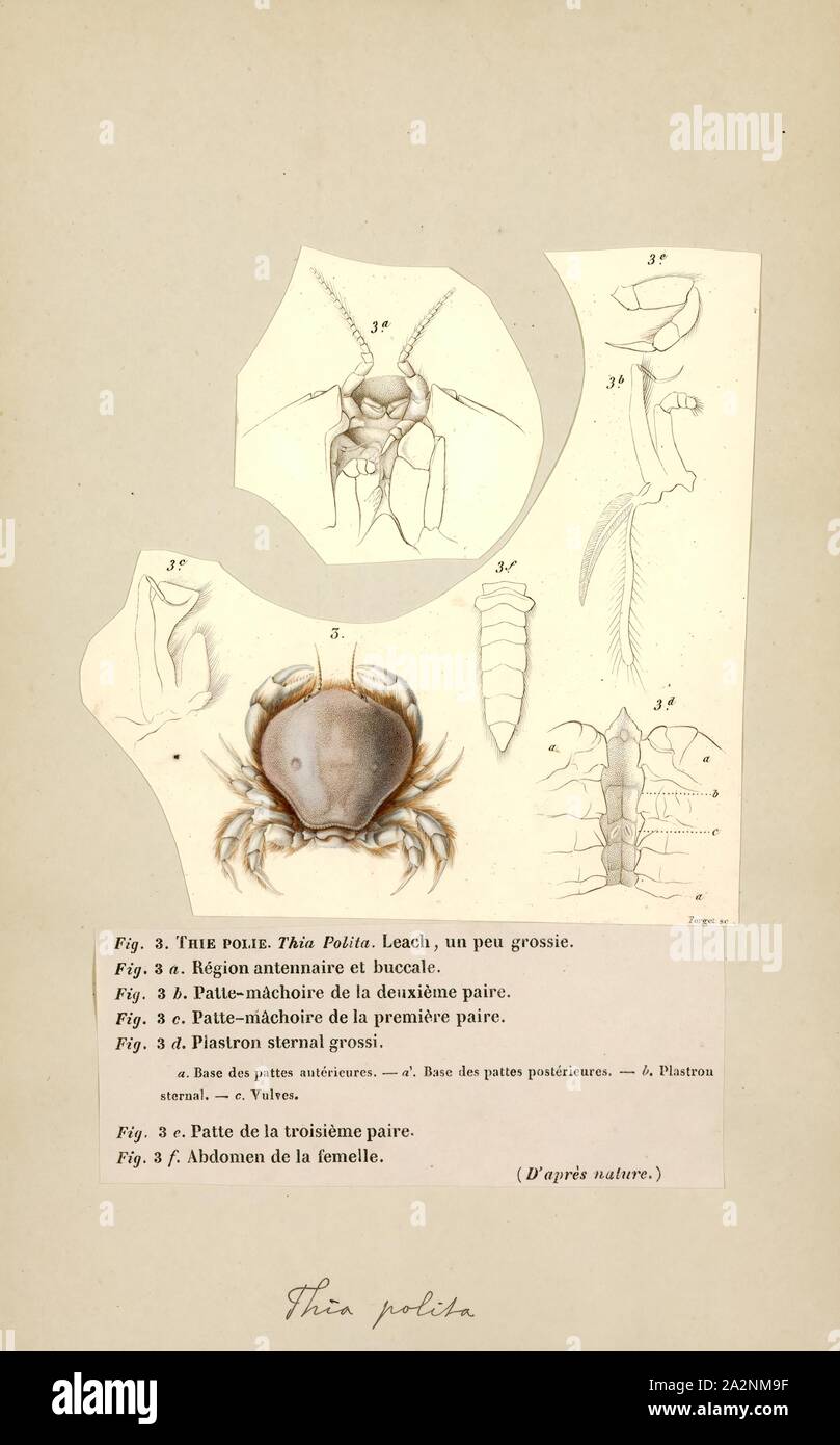 Human thumbnail hi-res stock photography and images - Alamy