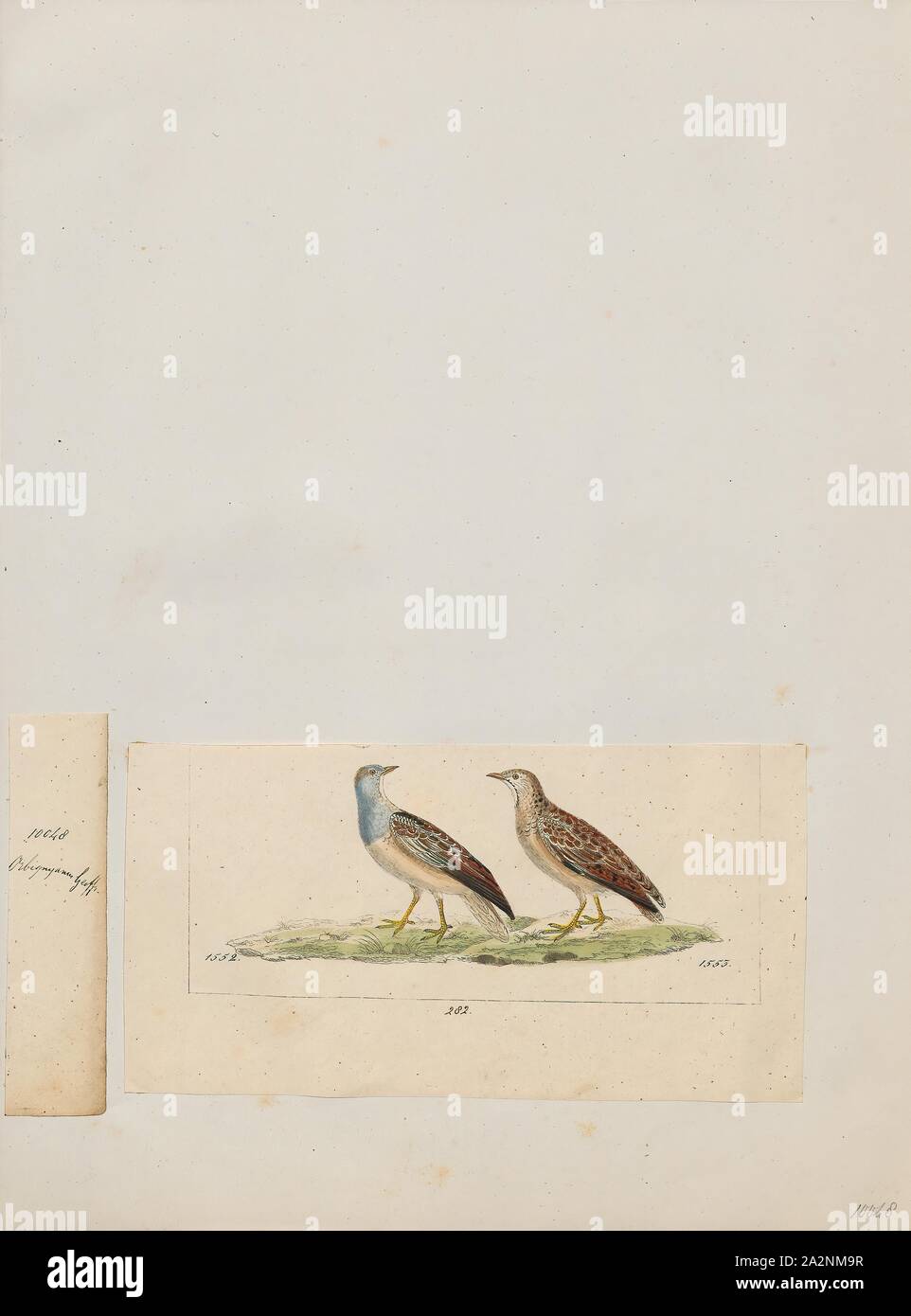 Orbignyanus hi-res stock photography and images - Alamy