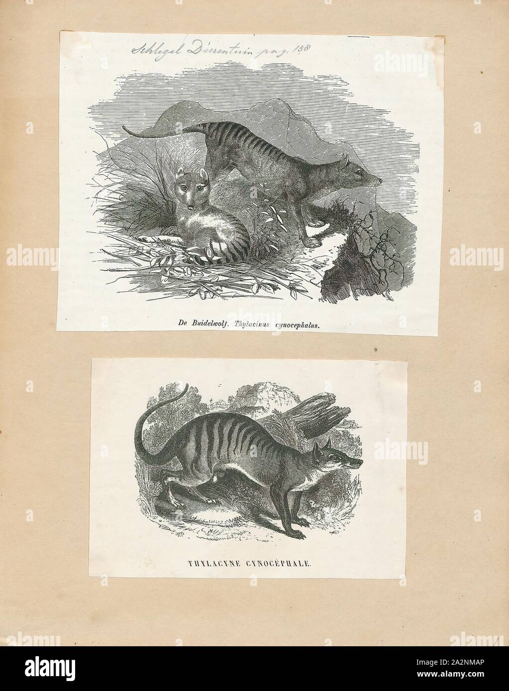 Thylacine tasmania hi-res stock photography and images - Alamy
