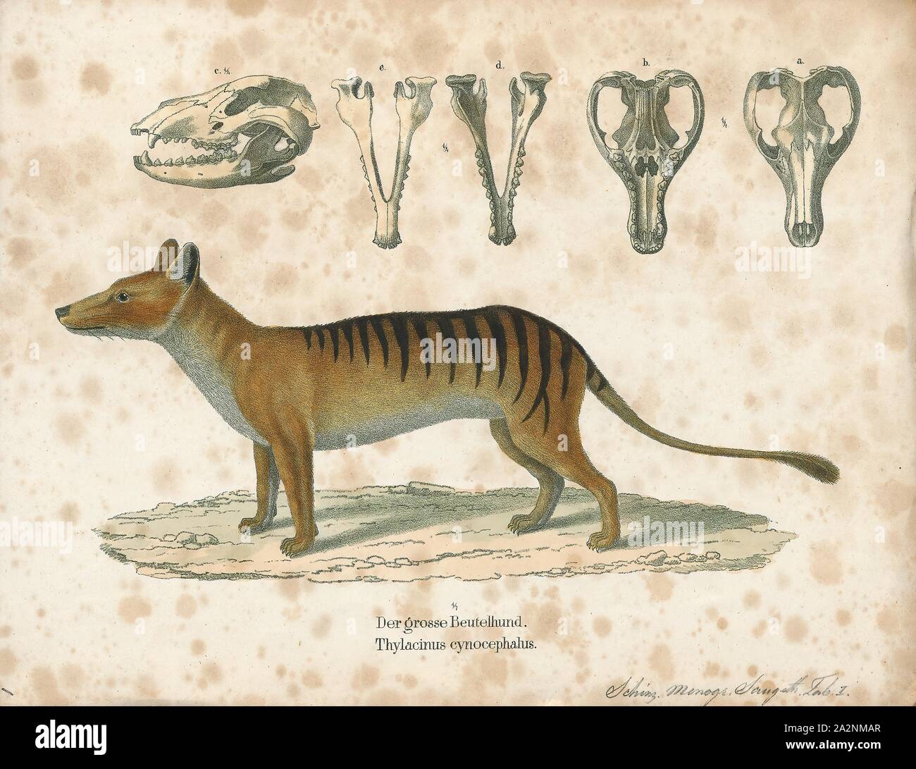 Australian Thylacine