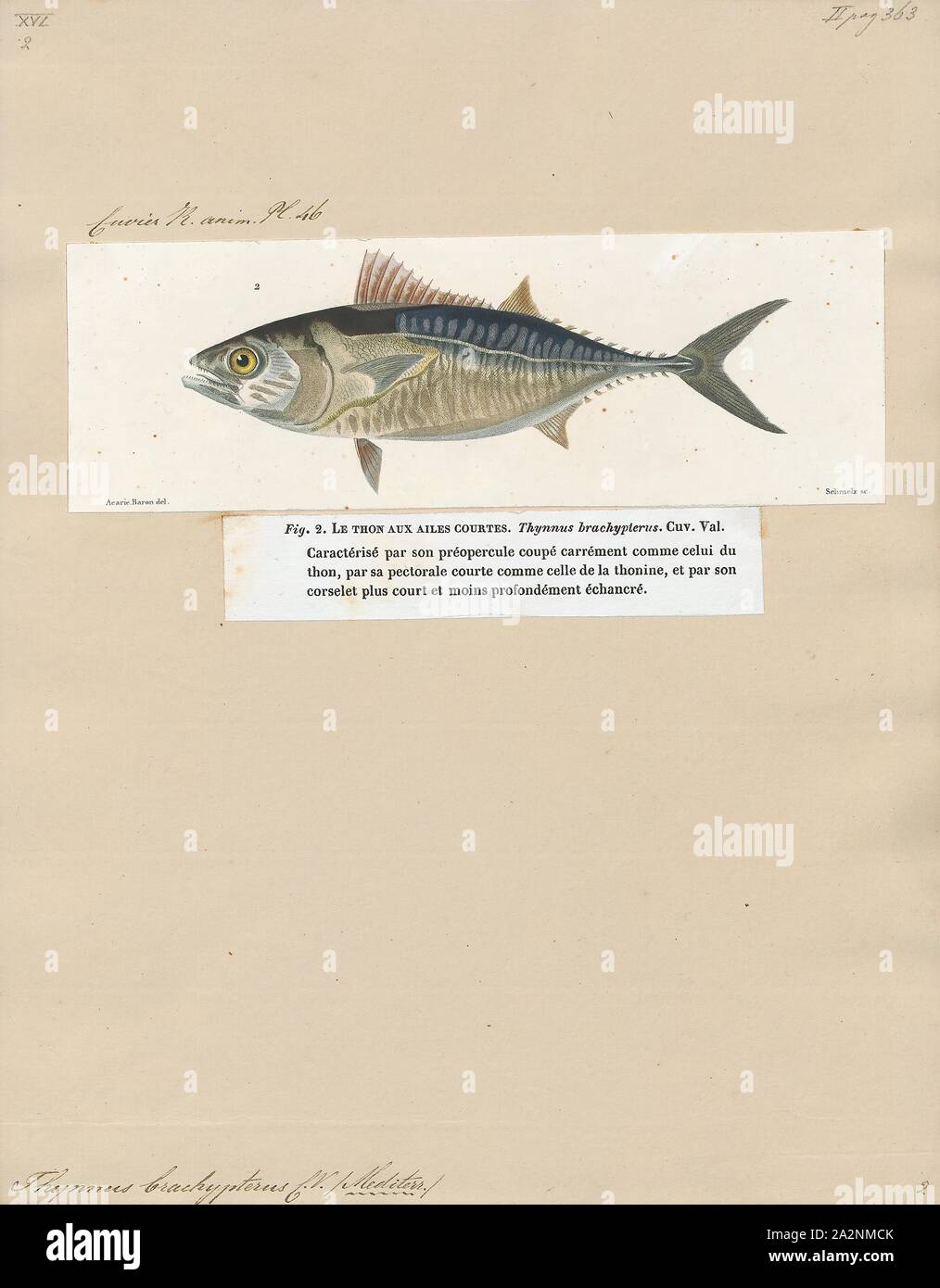 Thynnus brachypterus, Print, 1700-1880 Stock Photo - Alamy