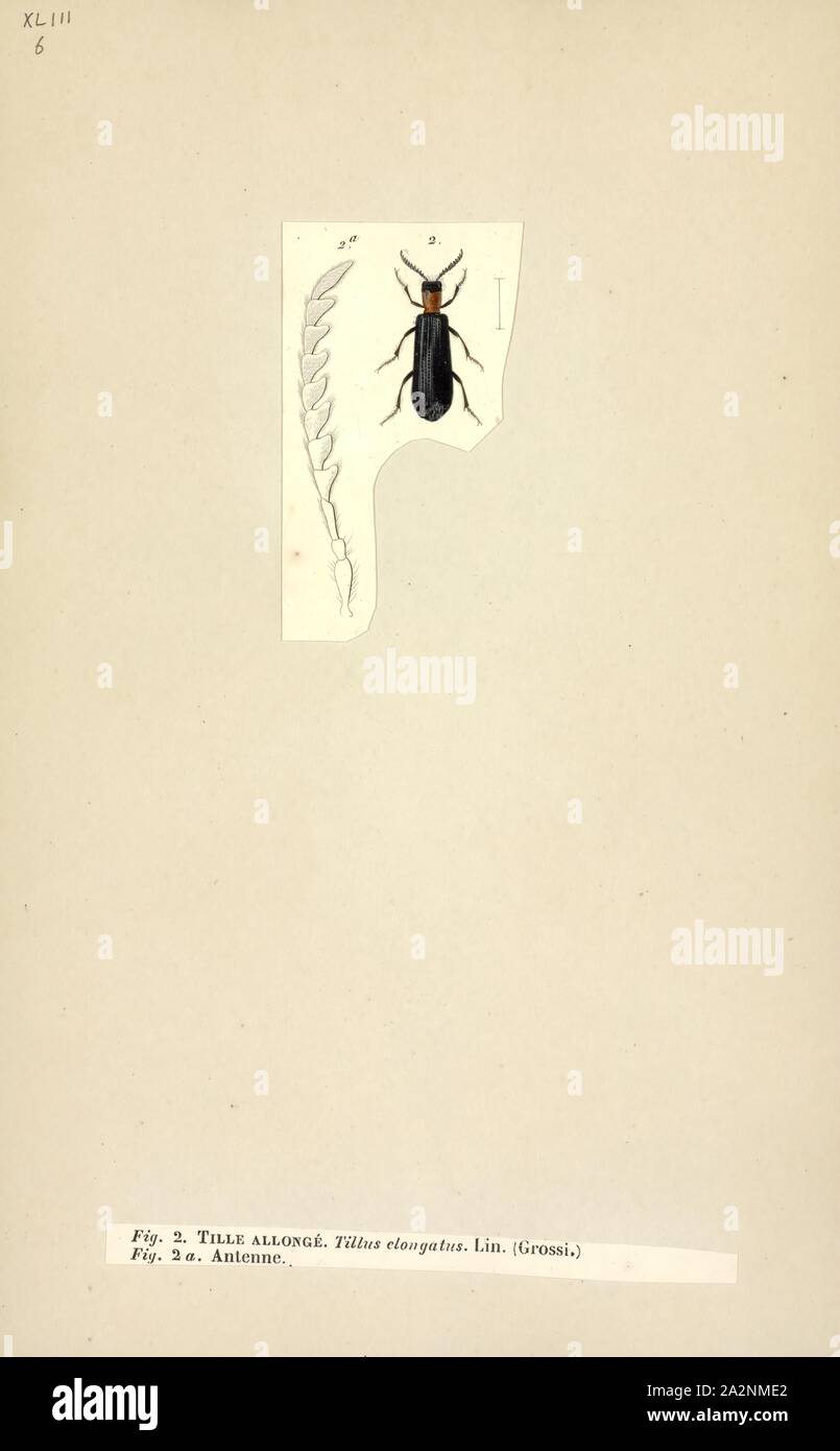 Tillus hi-res stock photography and images - Alamy